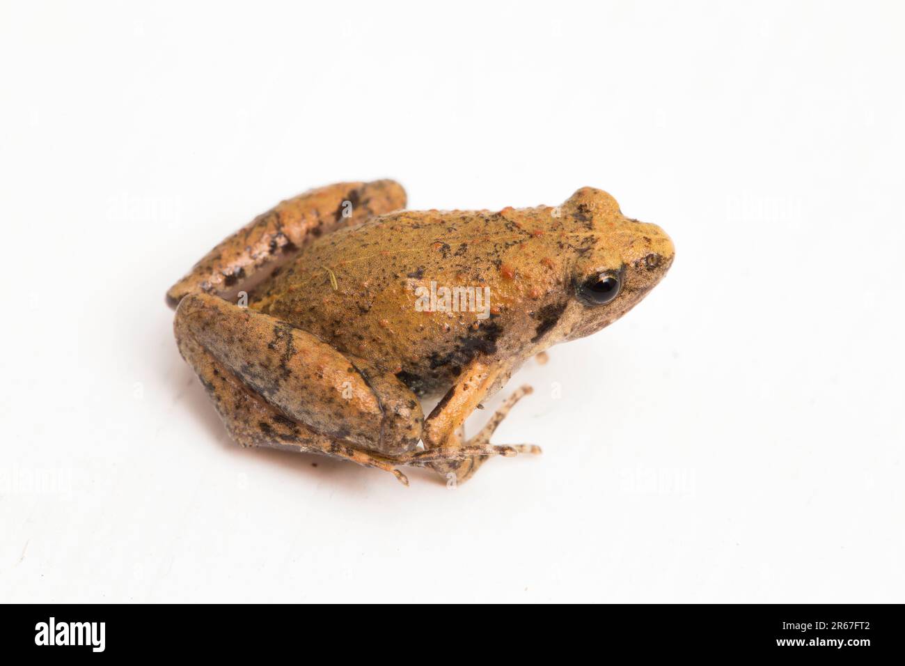 Java Rice Frog, Javan Chorus-frog, Microhyla achatina Javanese Narrow ...