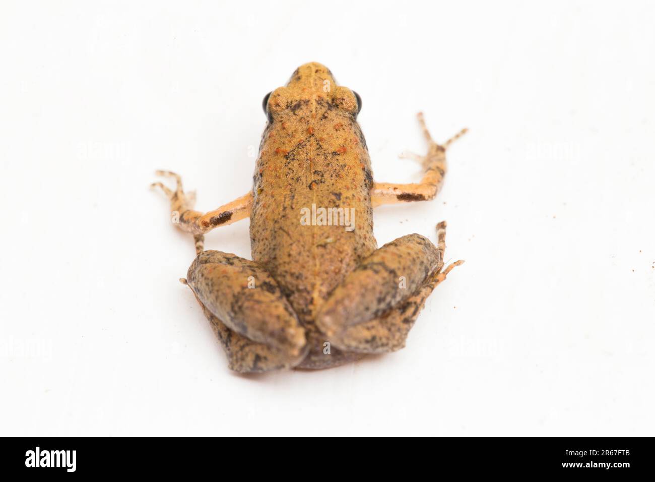 Java Rice Frog, Javan Chorus-frog, Microhyla achatina Javanese Narrow ...