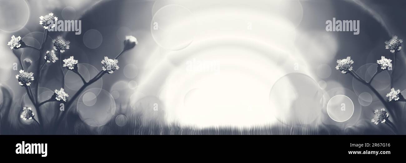 Foggy background small flowers with soft focus. Floral abstract nature ...