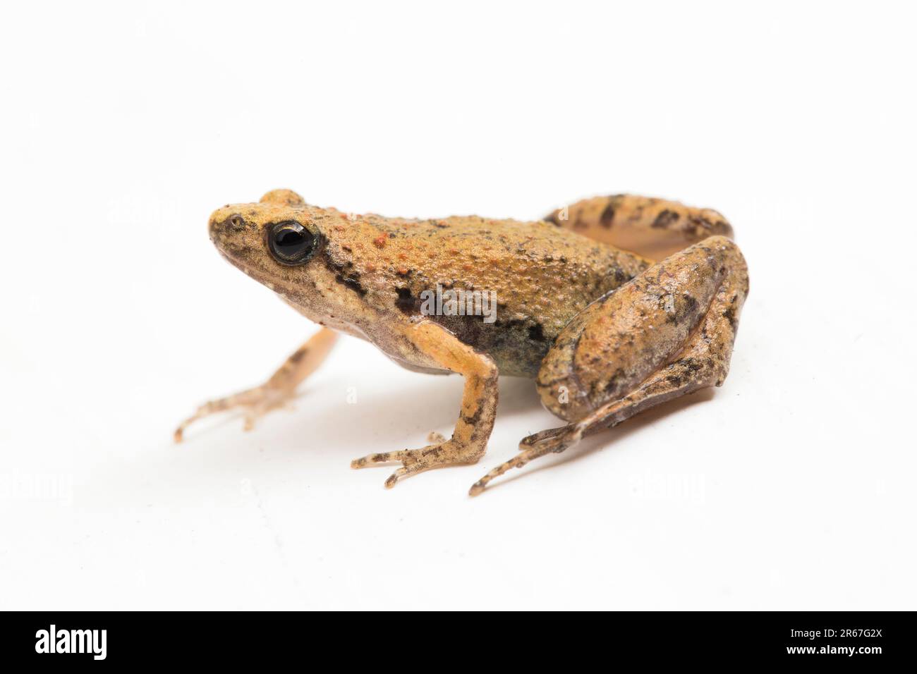 Java Rice Frog, Javan Chorus-frog, Microhyla achatina Javanese Narrow ...