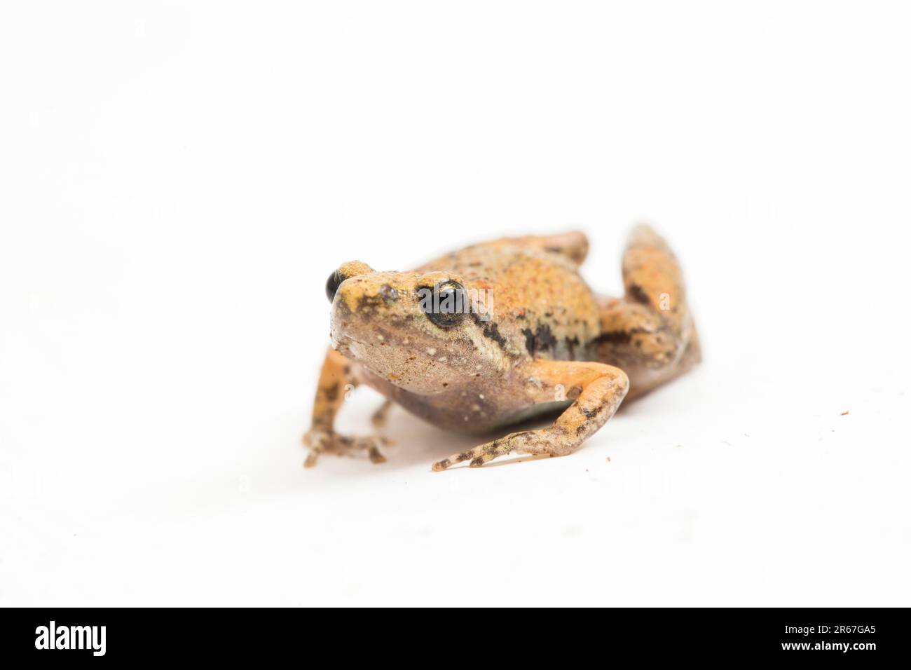 Java Rice Frog, Javan Chorus-frog, Microhyla achatina Javanese Narrow ...
