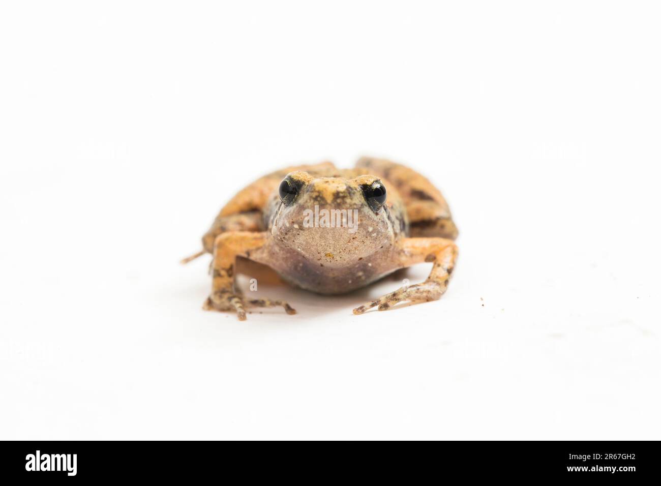 Java Rice Frog, Javan Chorus-frog, Microhyla achatina Javanese Narrow ...