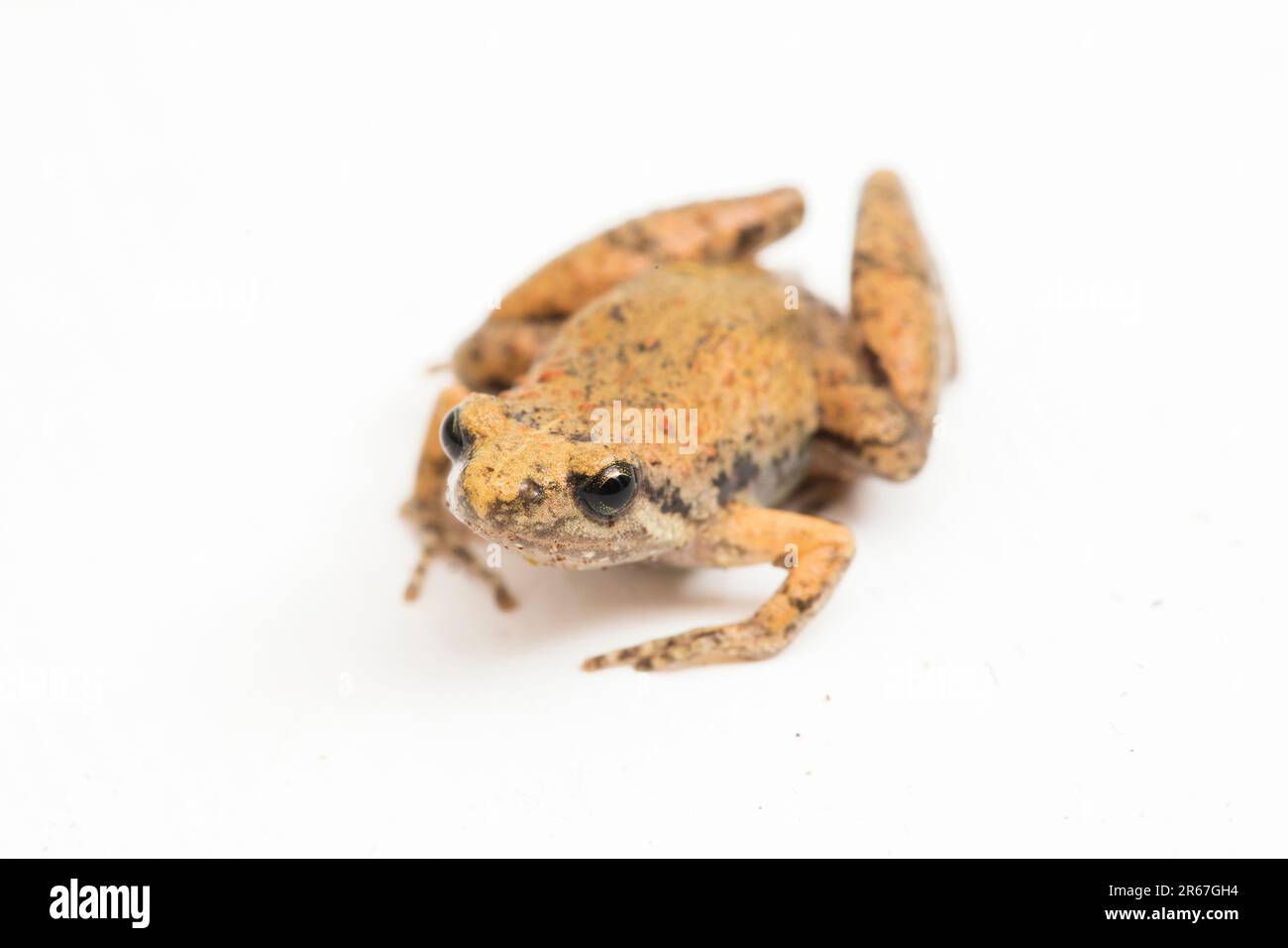 Java Rice Frog, Javan Chorus-frog, Microhyla achatina Javanese Narrow ...