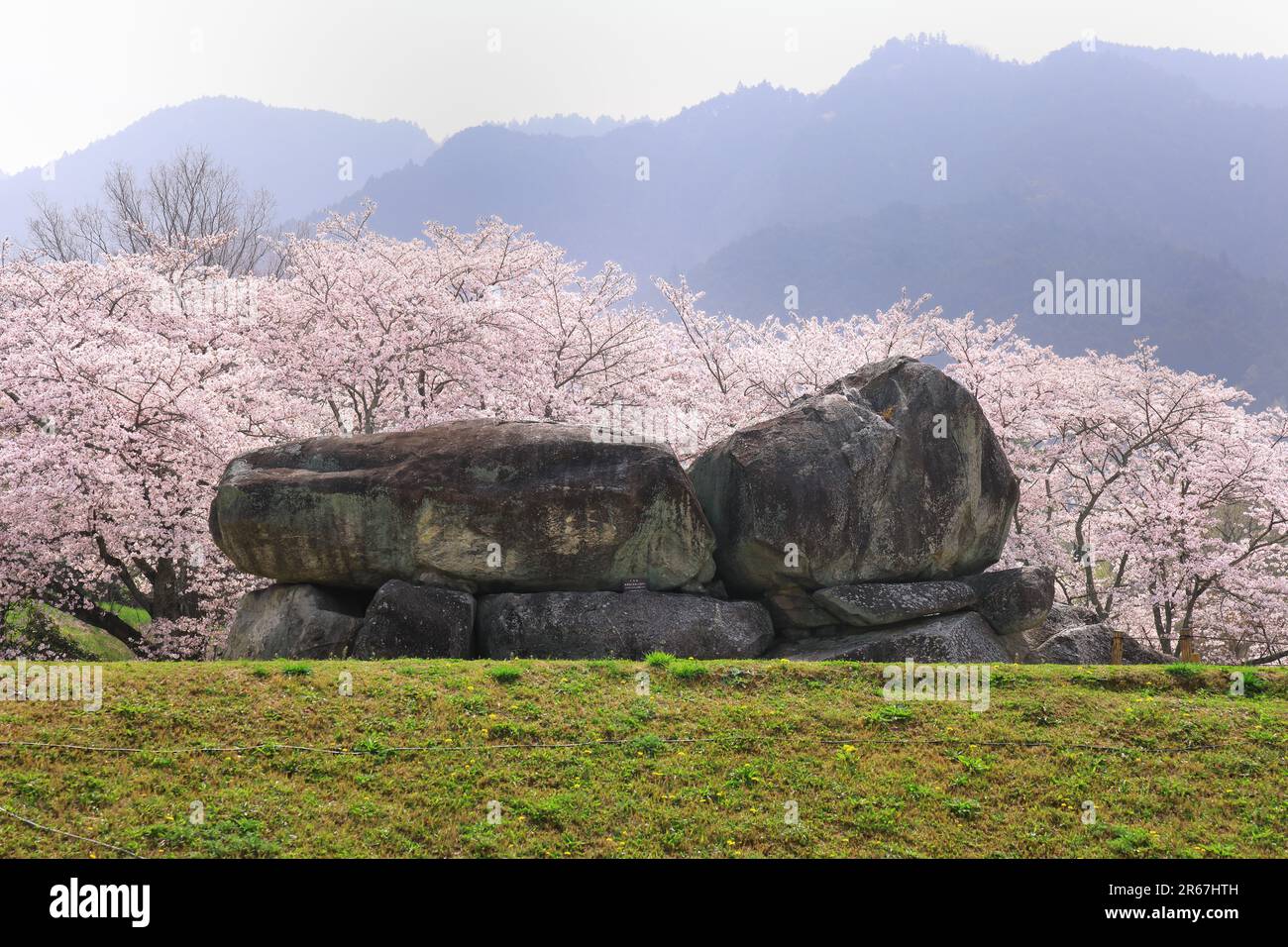 Ishibutai Kofun Tomb and cherry blossoms Stock Photo - Alamy