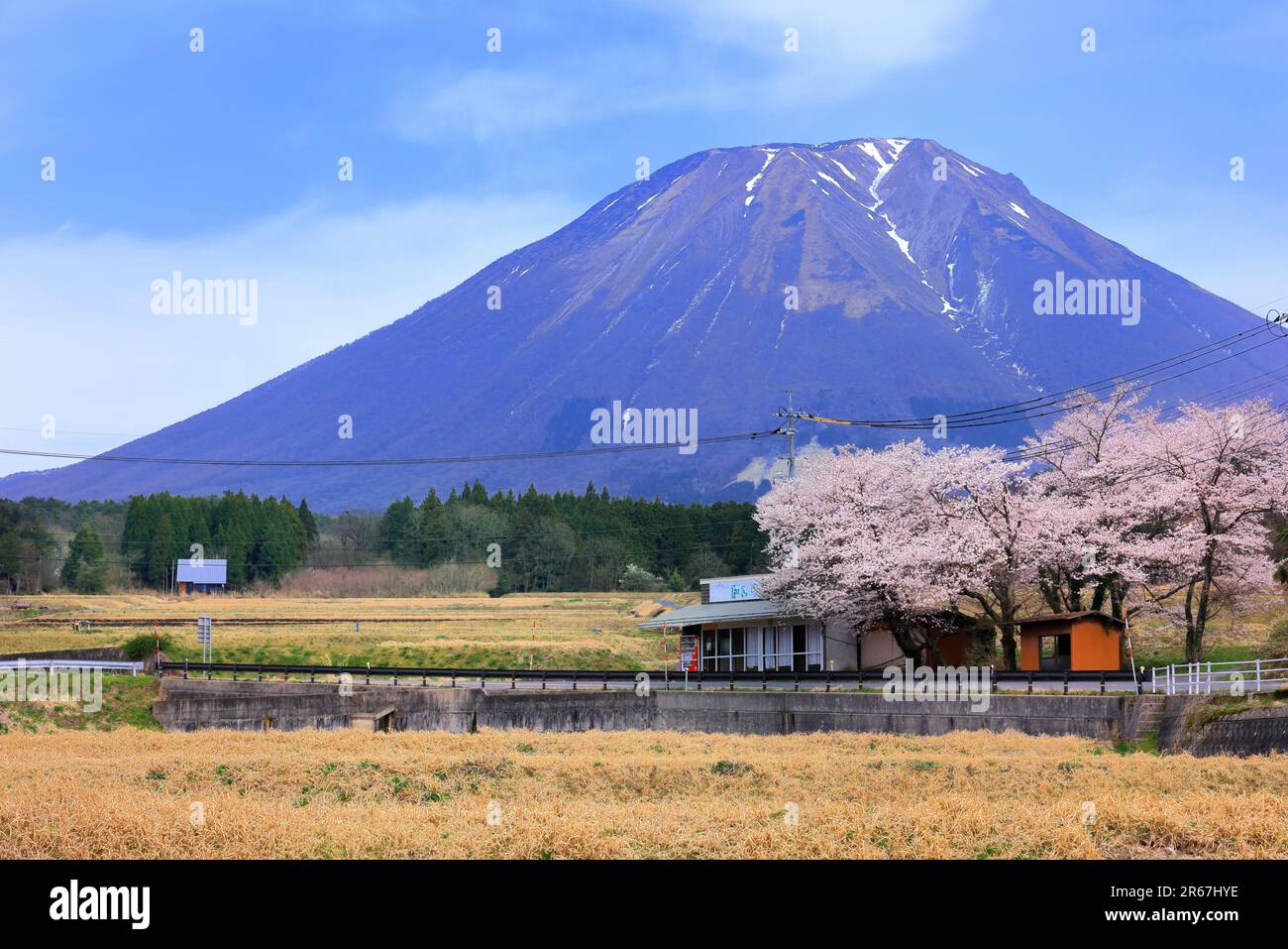 Mt. Daisen and cherry blossoms Stock Photo - Alamy