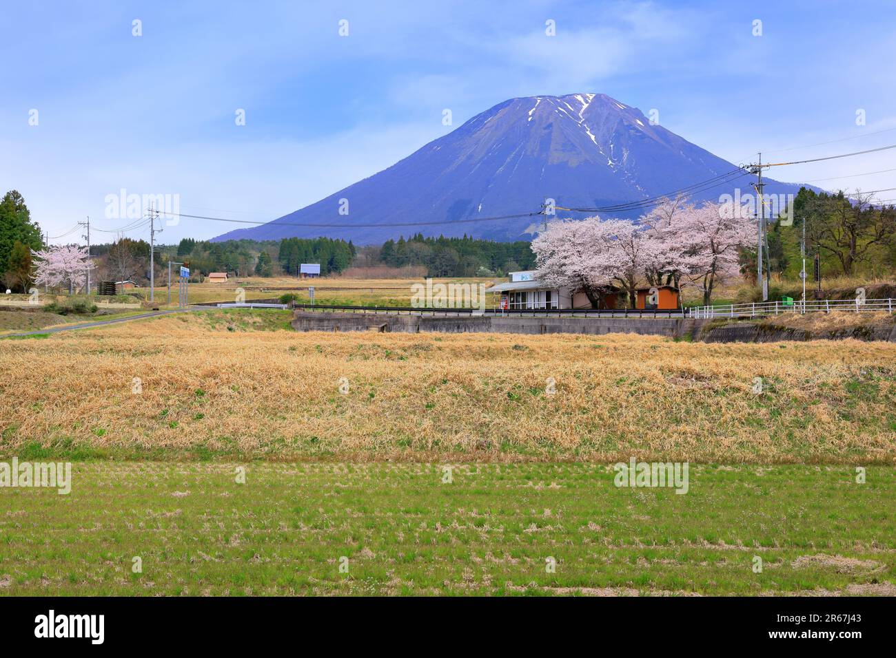 Mt. Daisen and cherry blossoms Stock Photo - Alamy