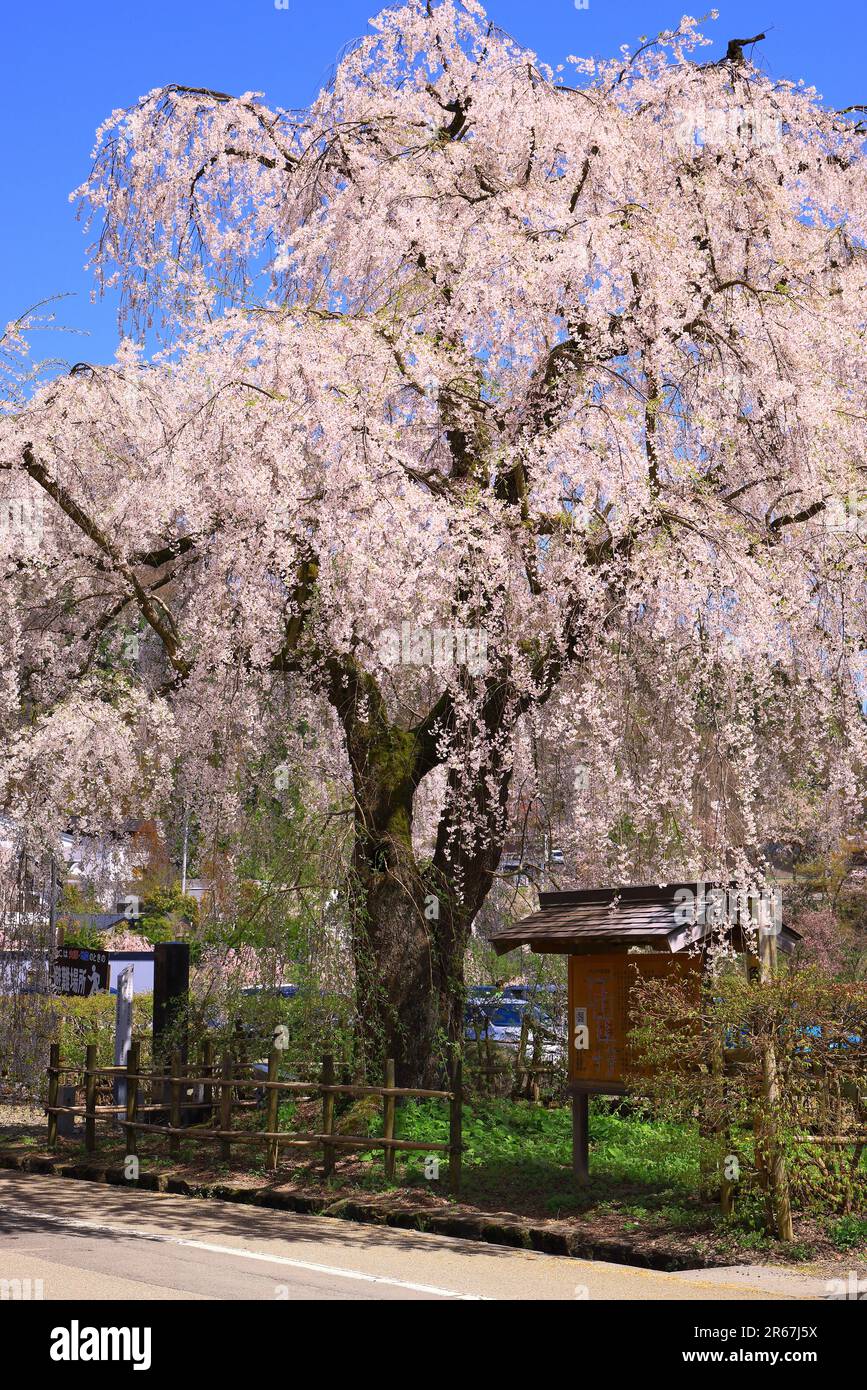 Sakura bloom at Kakunodate samurai mansion Stock Photo - Alamy