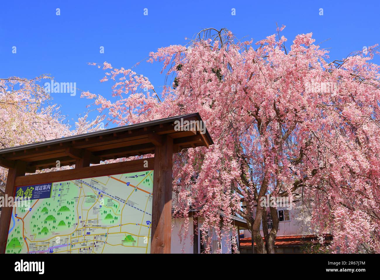 Sakura bloom at Kakunodate samurai mansion Stock Photo - Alamy