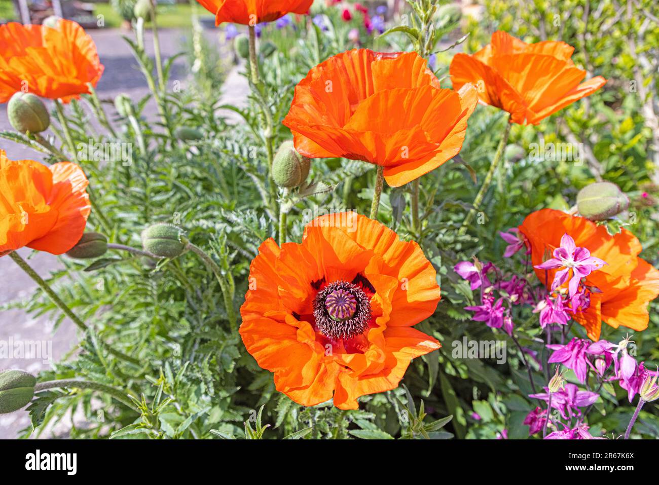Image of a colorful giant poppy flower close up in daylight Stock Photo ...