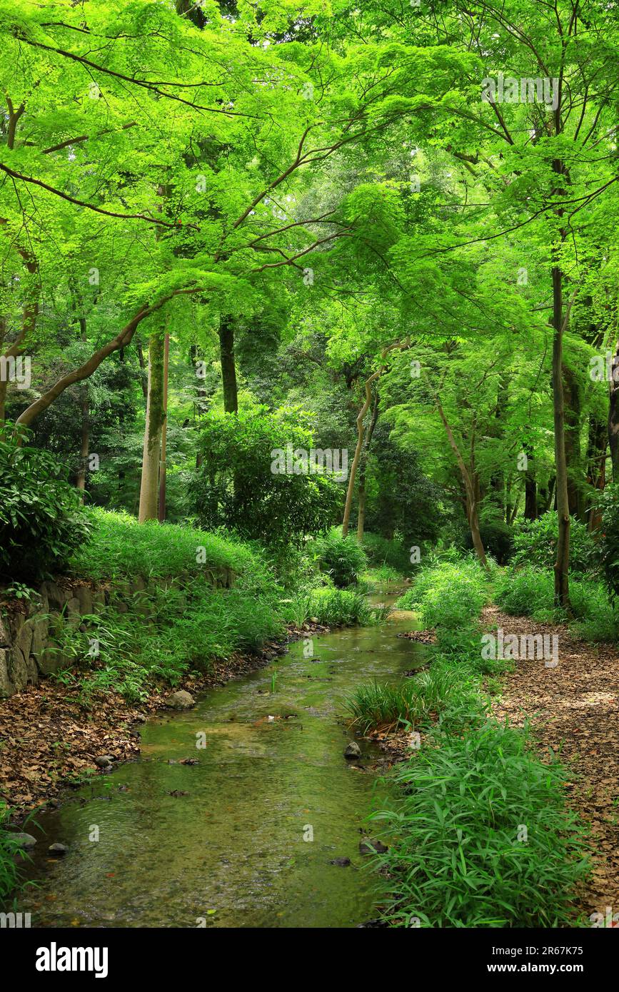 Shimogamo shrine tadasu no Mori Stock Photo - Alamy