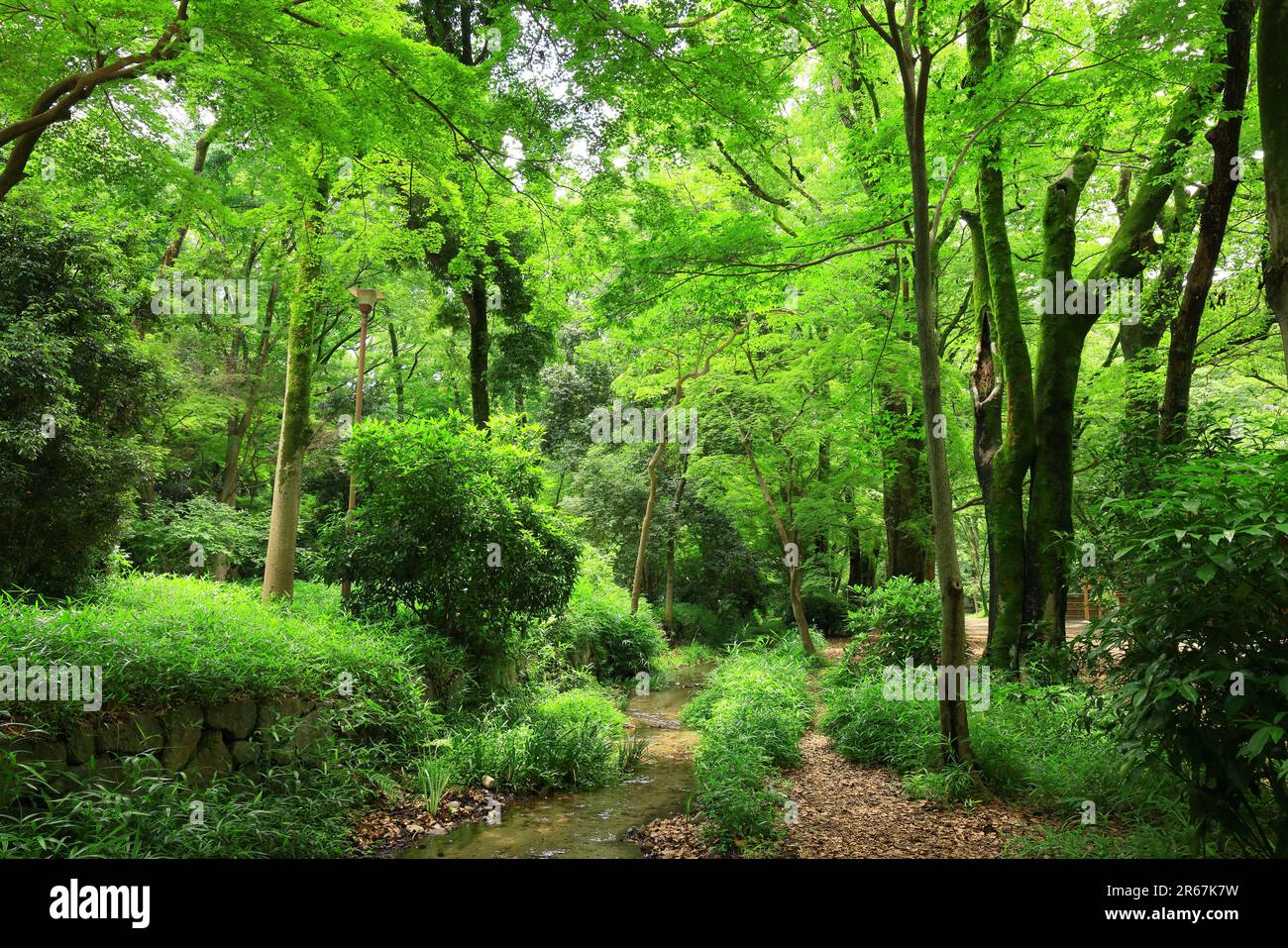 Shimogamo shrine tadasu no Mori Stock Photo - Alamy