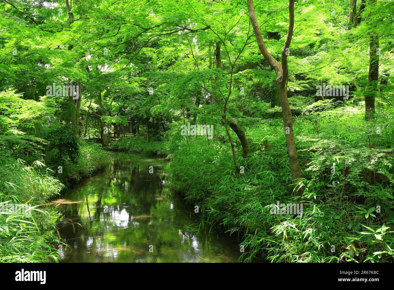 Shimogamo shrine tadasu no Mori Stock Photo - Alamy