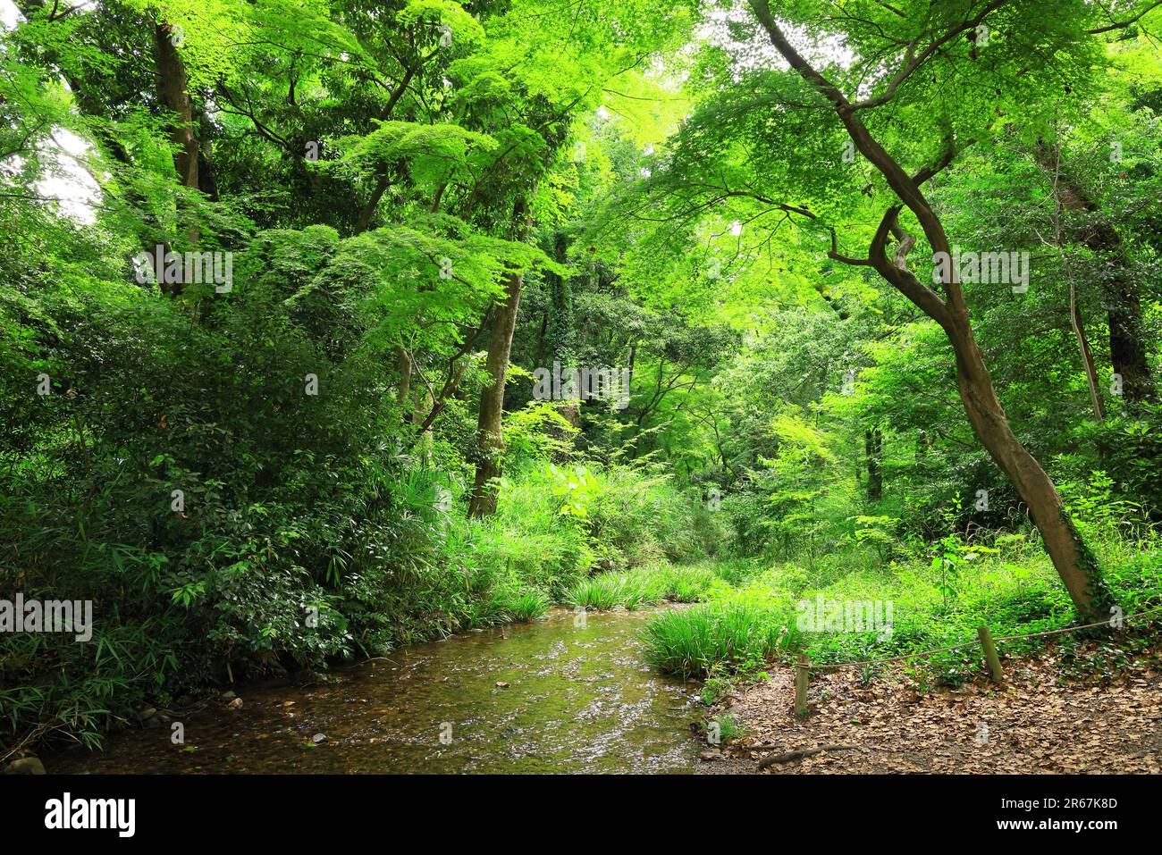 Shimogamo shrine tadasu no Mori Stock Photo - Alamy