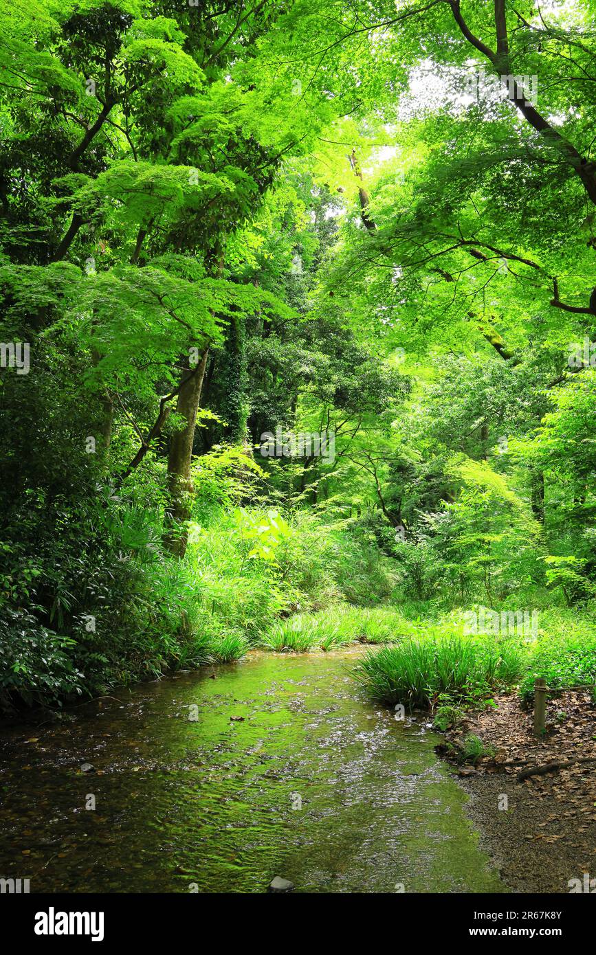 Shimogamo shrine tadasu no Mori Stock Photo - Alamy