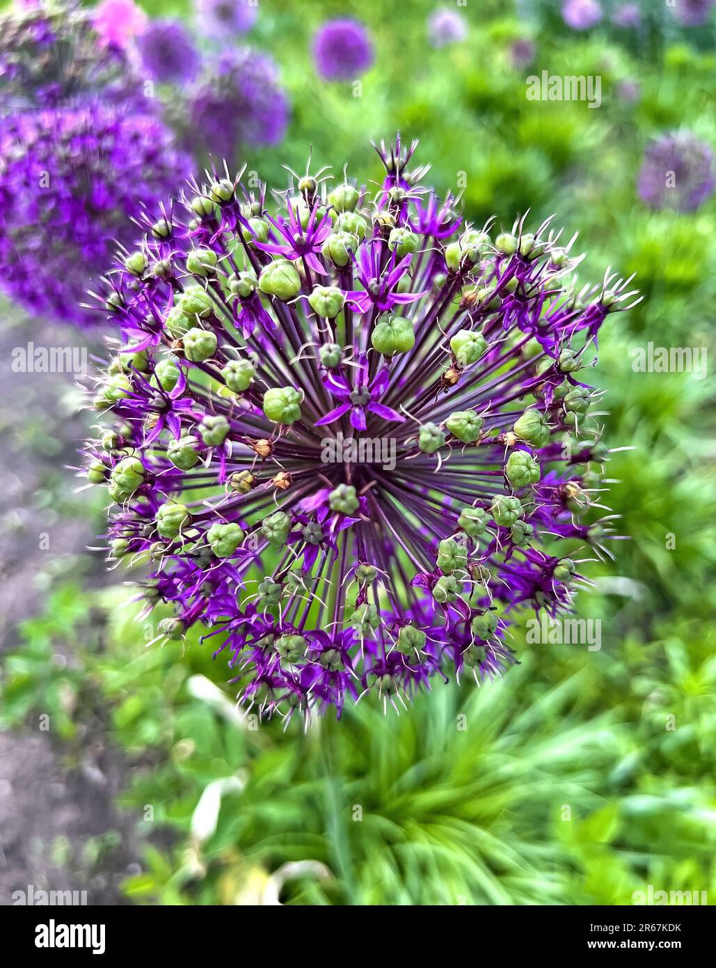 Cluster of fluffy hi-res stock photography and images - Alamy