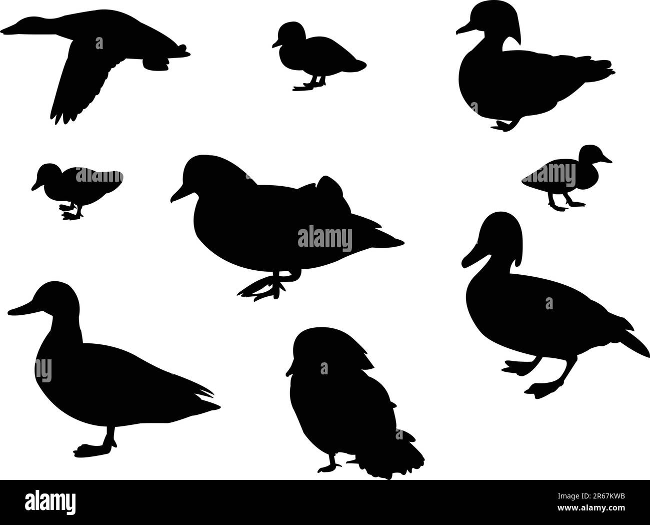 ducks silhouette collection vector Stock Vector Image & Art - Alamy
