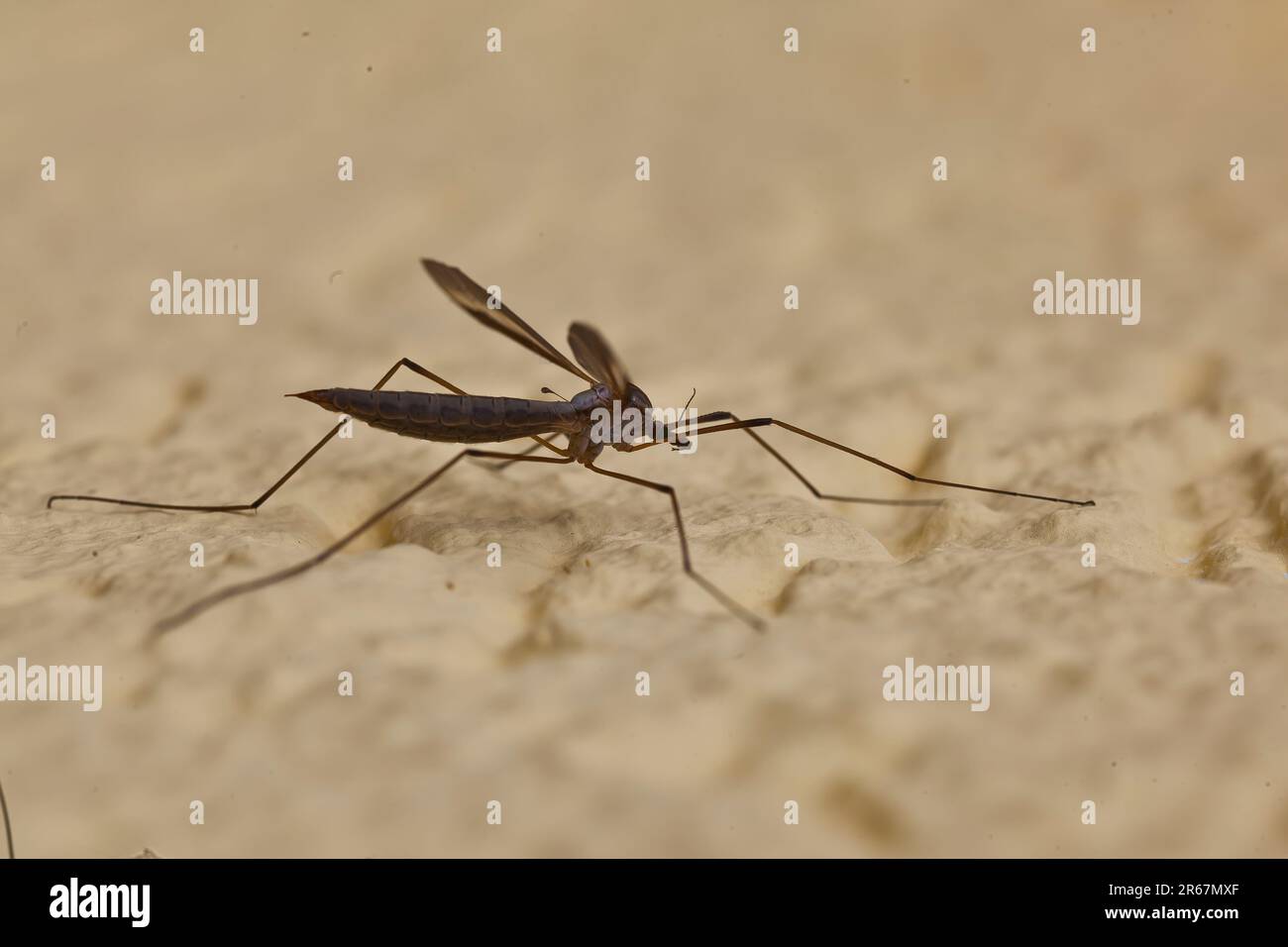 Macro shot of large mosquito on house wall photographed with flash and ...