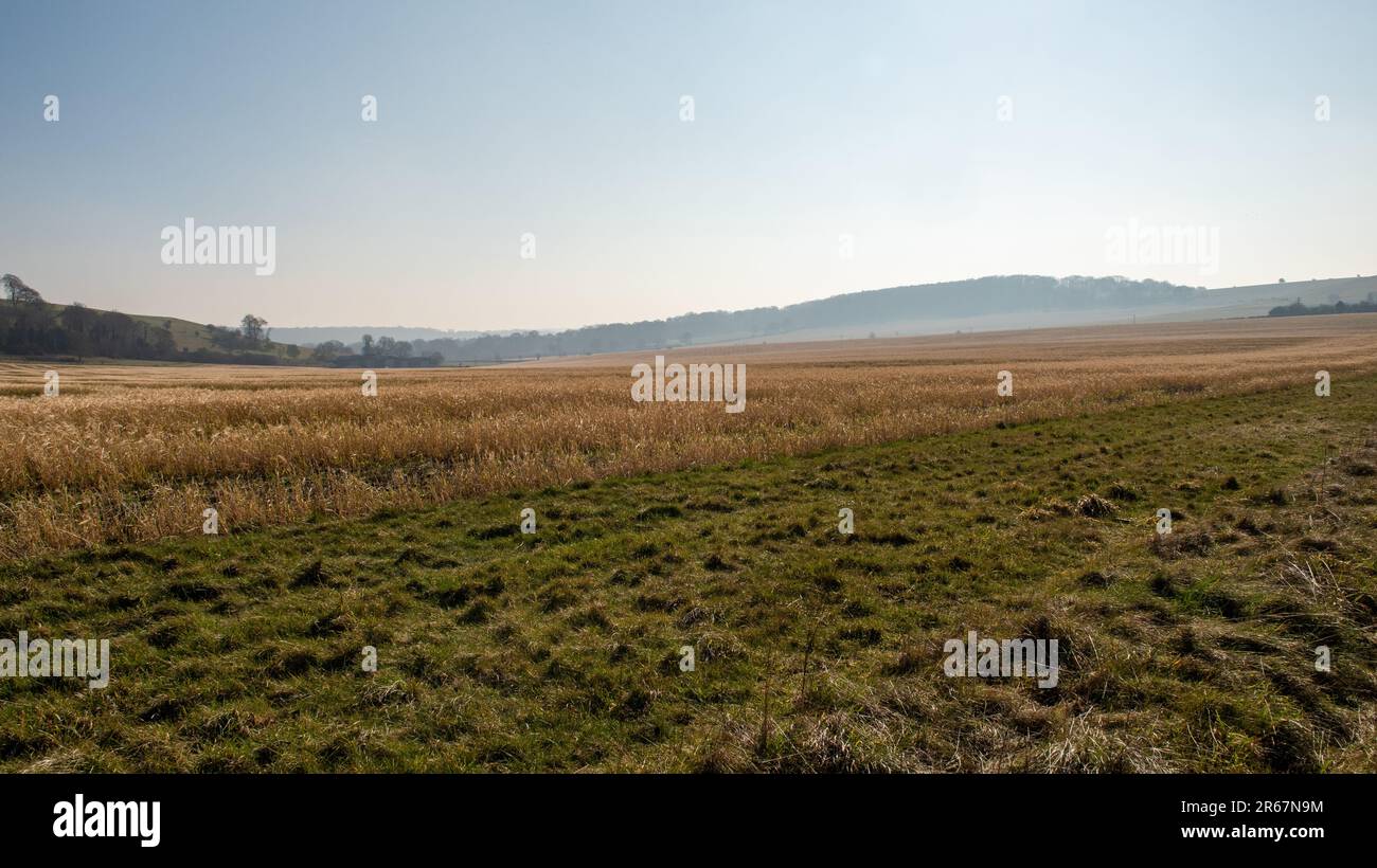 Ashridge estate, buckinghamshire hi-res stock photography and images ...