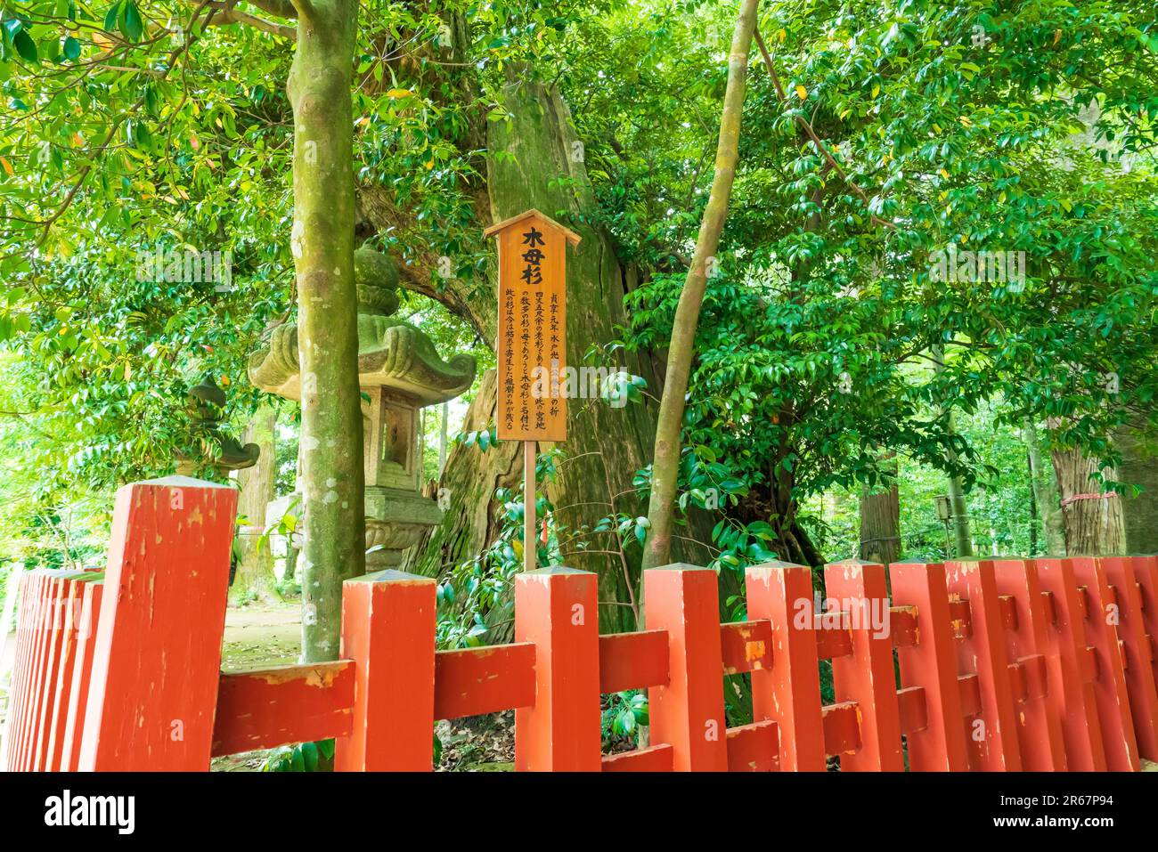 Katori Jingu Shrine in fresh green Stock Photo - Alamy