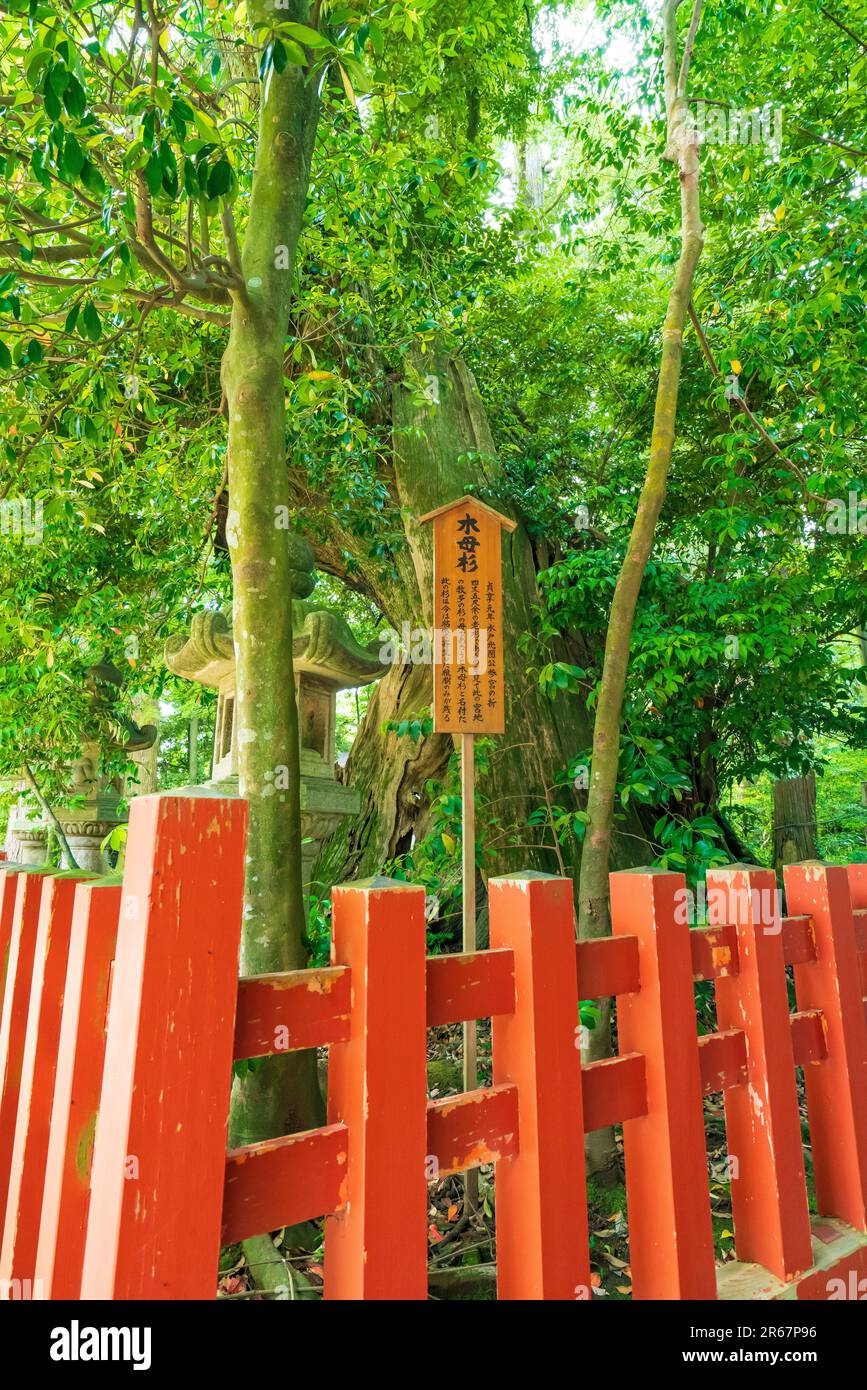 Katori Jingu Shrine in fresh green Stock Photo - Alamy