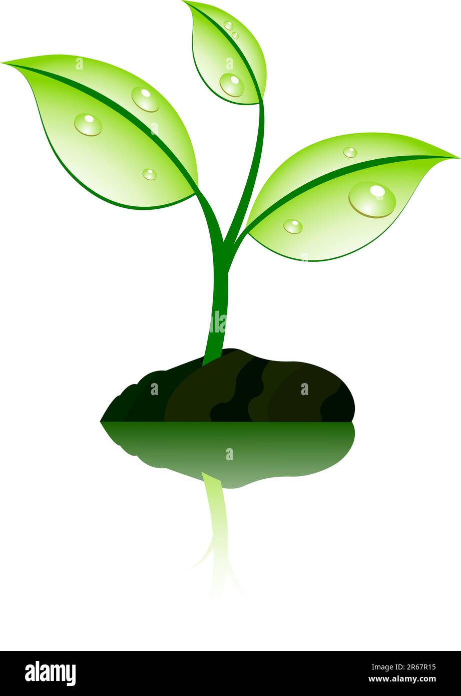 Vector plant on white background Stock Vector Image & Art - Alamy