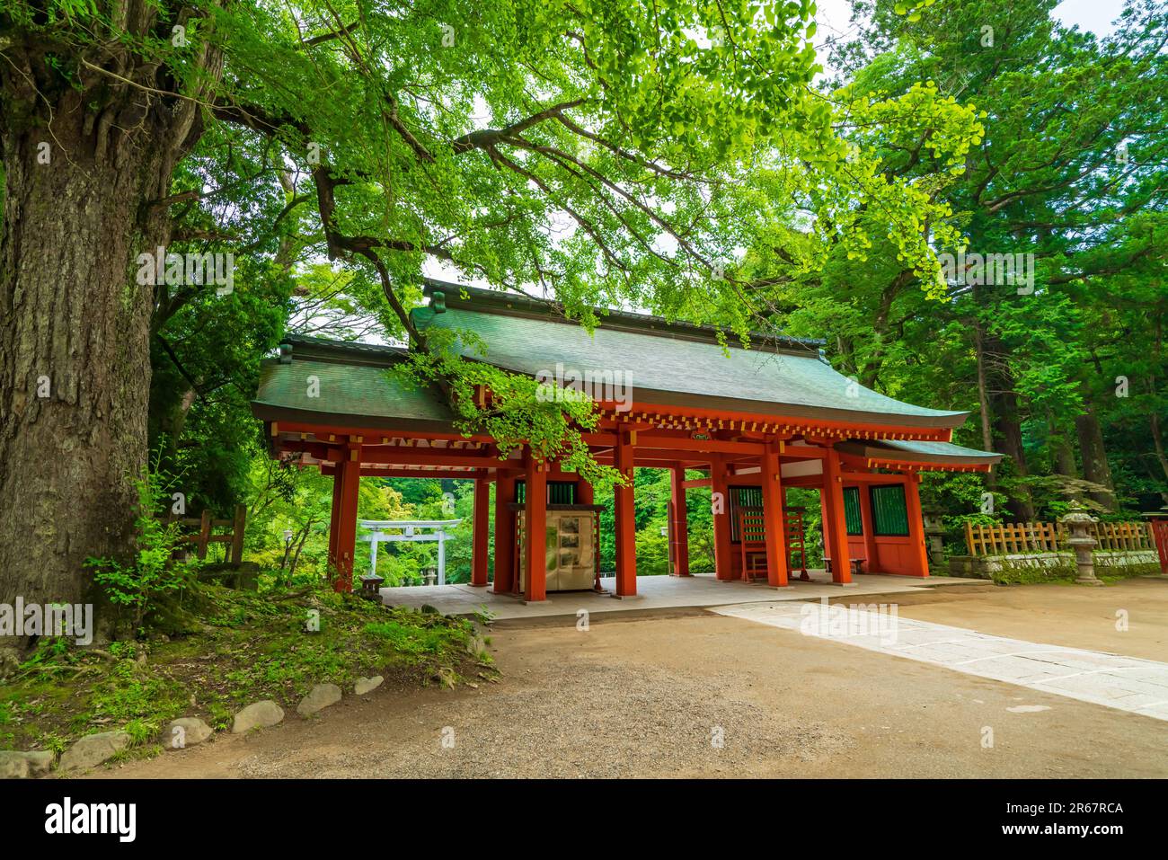 Katori Jingu Shrine in fresh green Stock Photo - Alamy