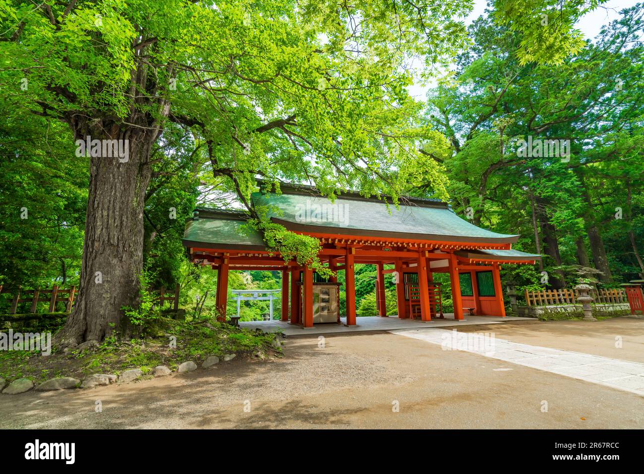 Katori Jingu Shrine in fresh green Stock Photo - Alamy