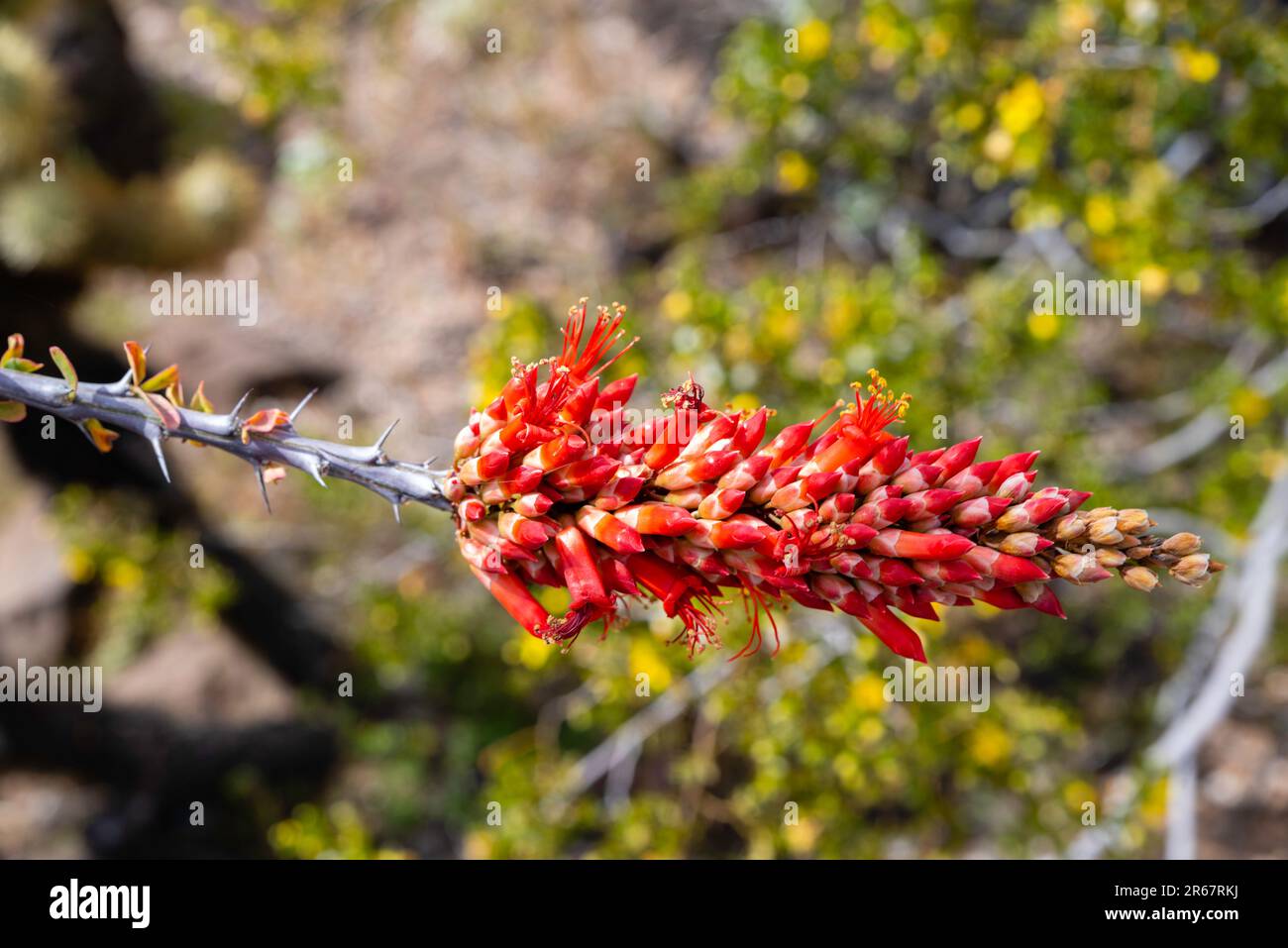 Closeup view of blooming ocotillo (Fouquieria splendens). Lake Pleasant ...