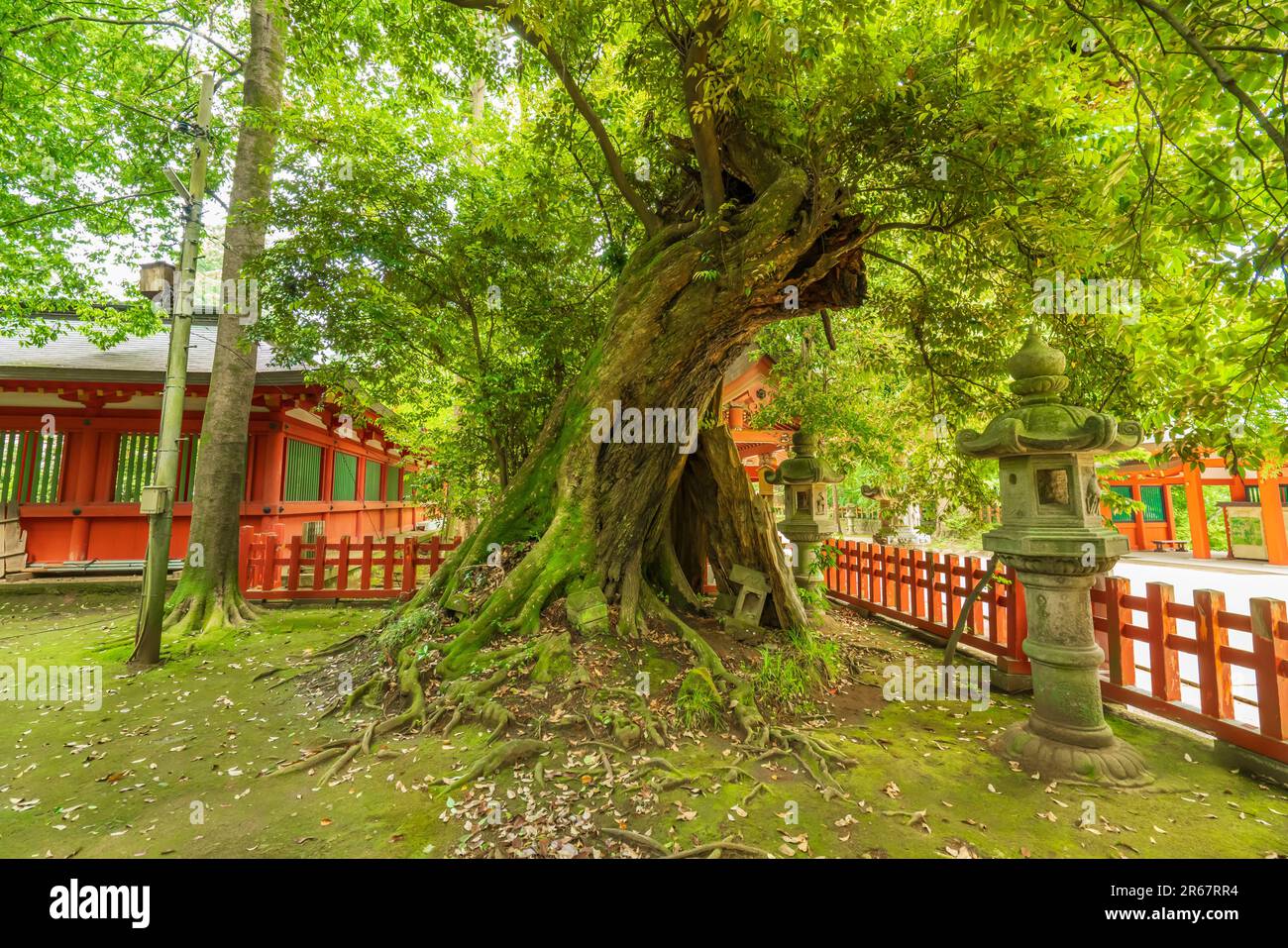 Katori Jingu Shrine in fresh green Stock Photo - Alamy