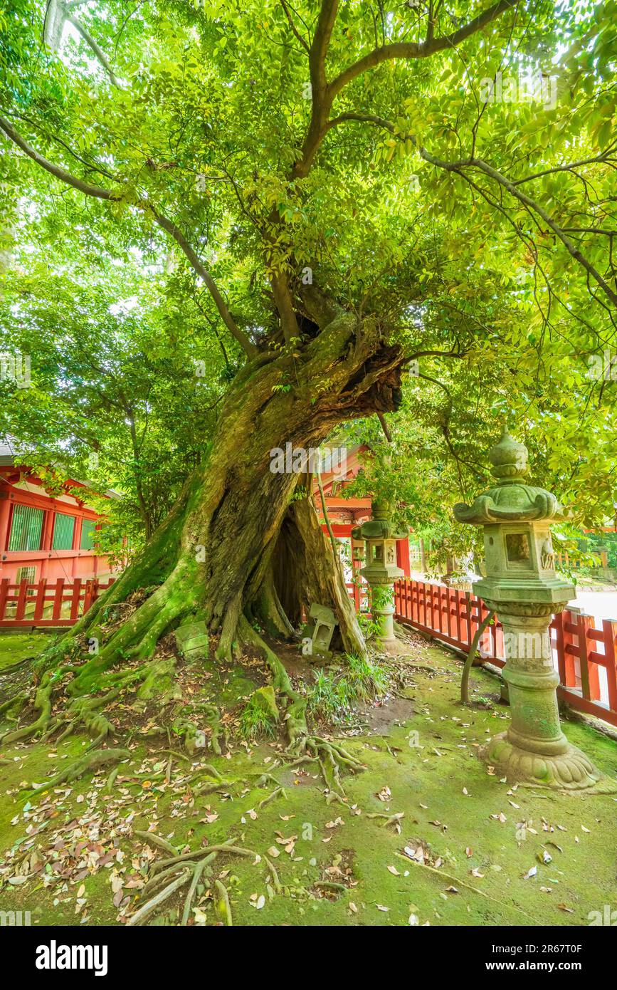 Katori Jingu Shrine in fresh green Stock Photo - Alamy
