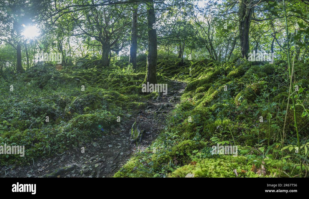 Dense and green forest in Killarney National Park in Ireland Stock ...