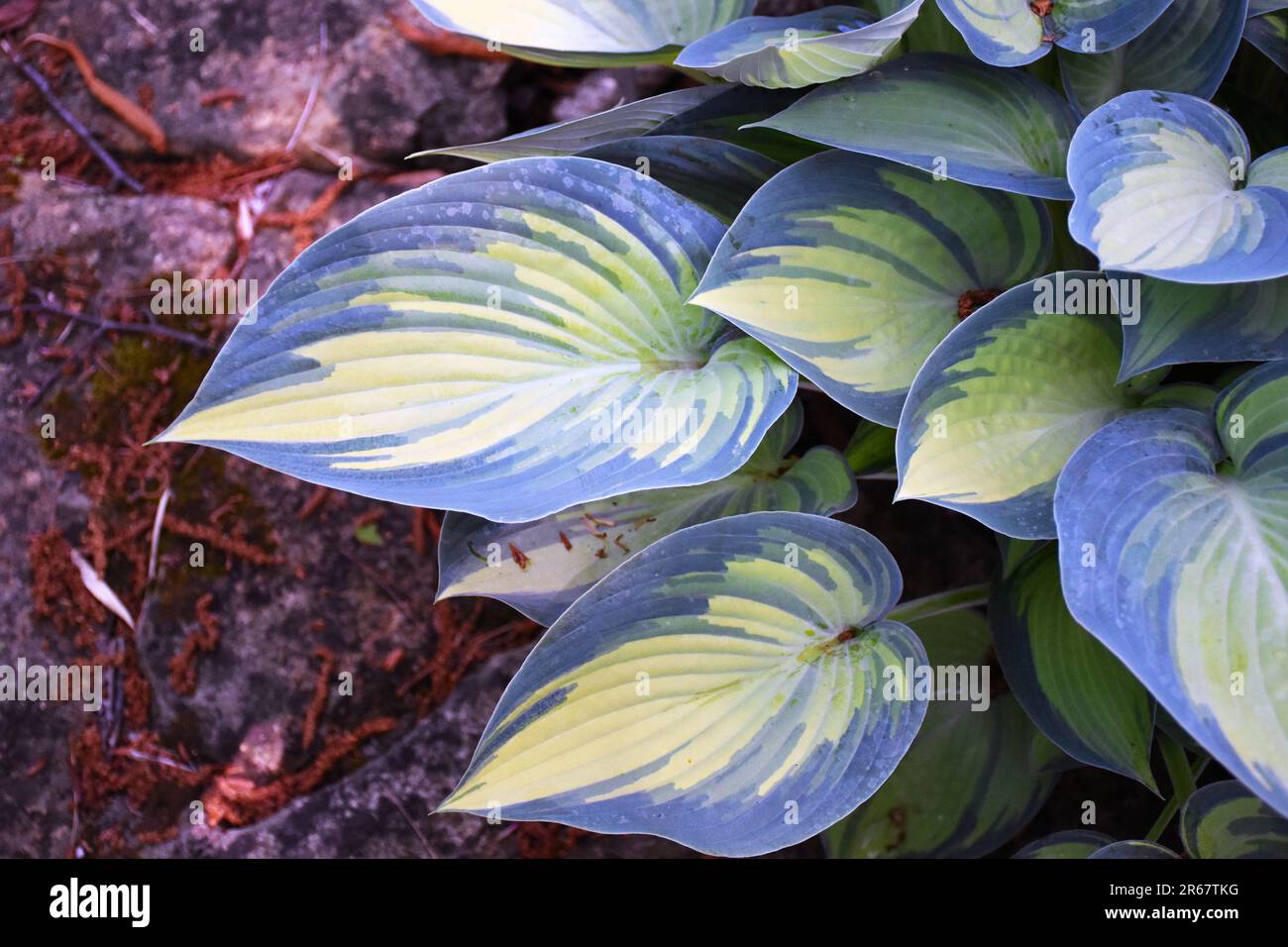 Foliage shade hi-res stock photography and images - Alamy