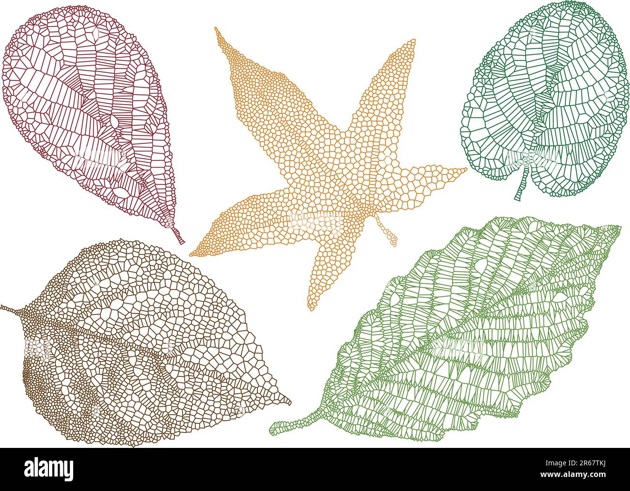 Reticulated leaf Stock Vector Images - Alamy