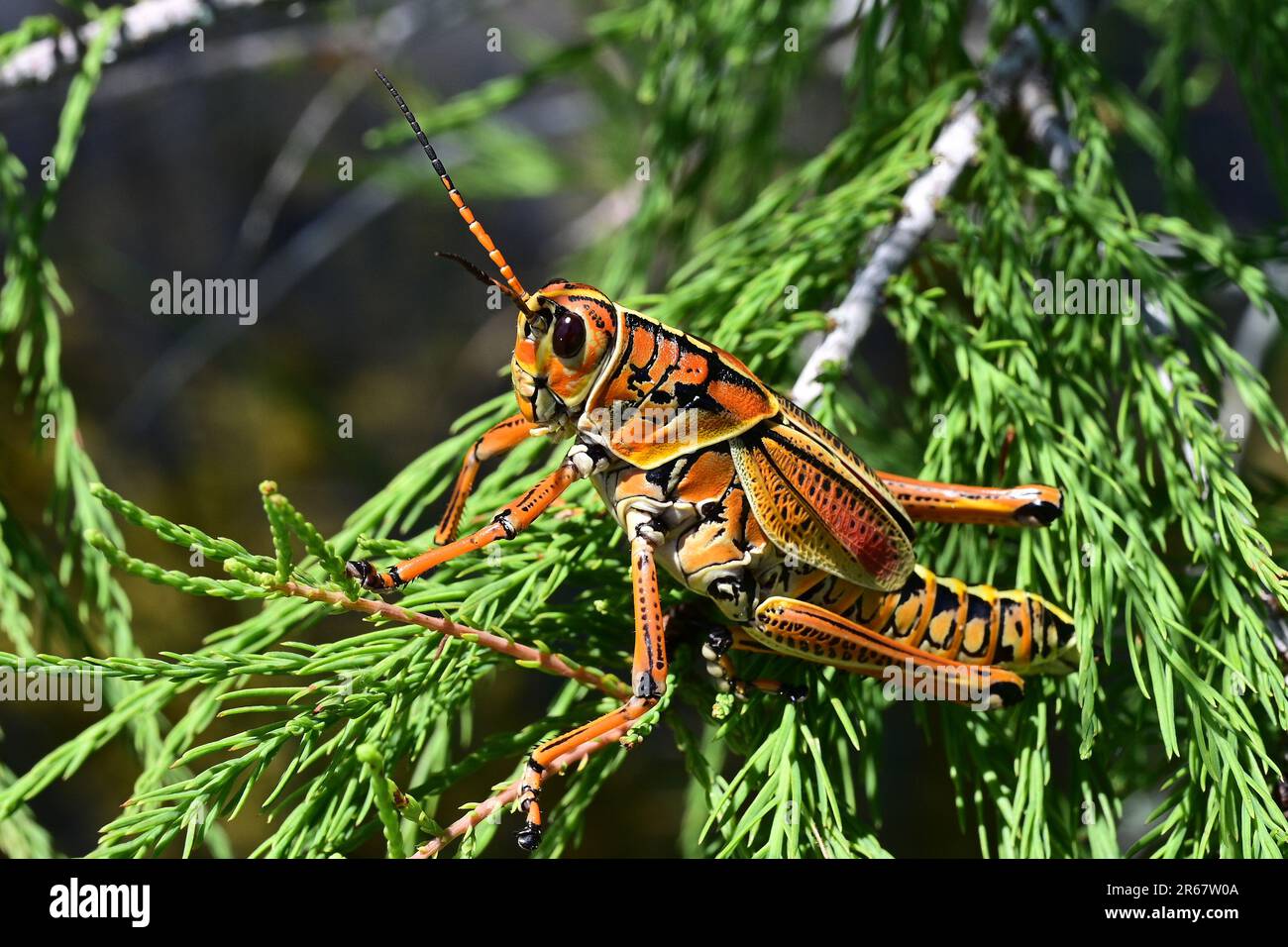 Eastern Lubber Grasshopper - Romalea microptera - perched on cypress ...
