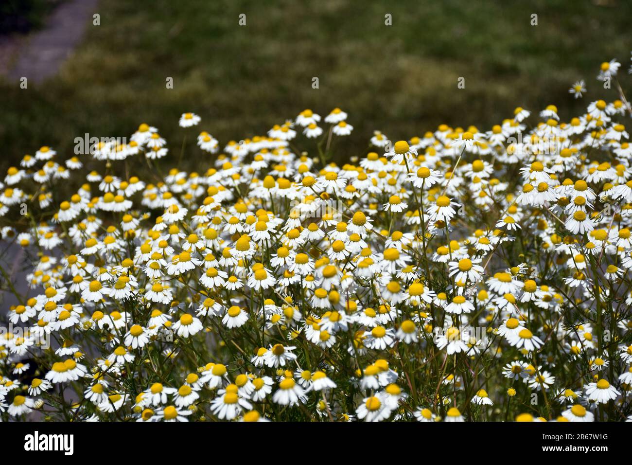 Daisy shaped chamomile flowers of Matricaria chamomilla in spring Stock ...