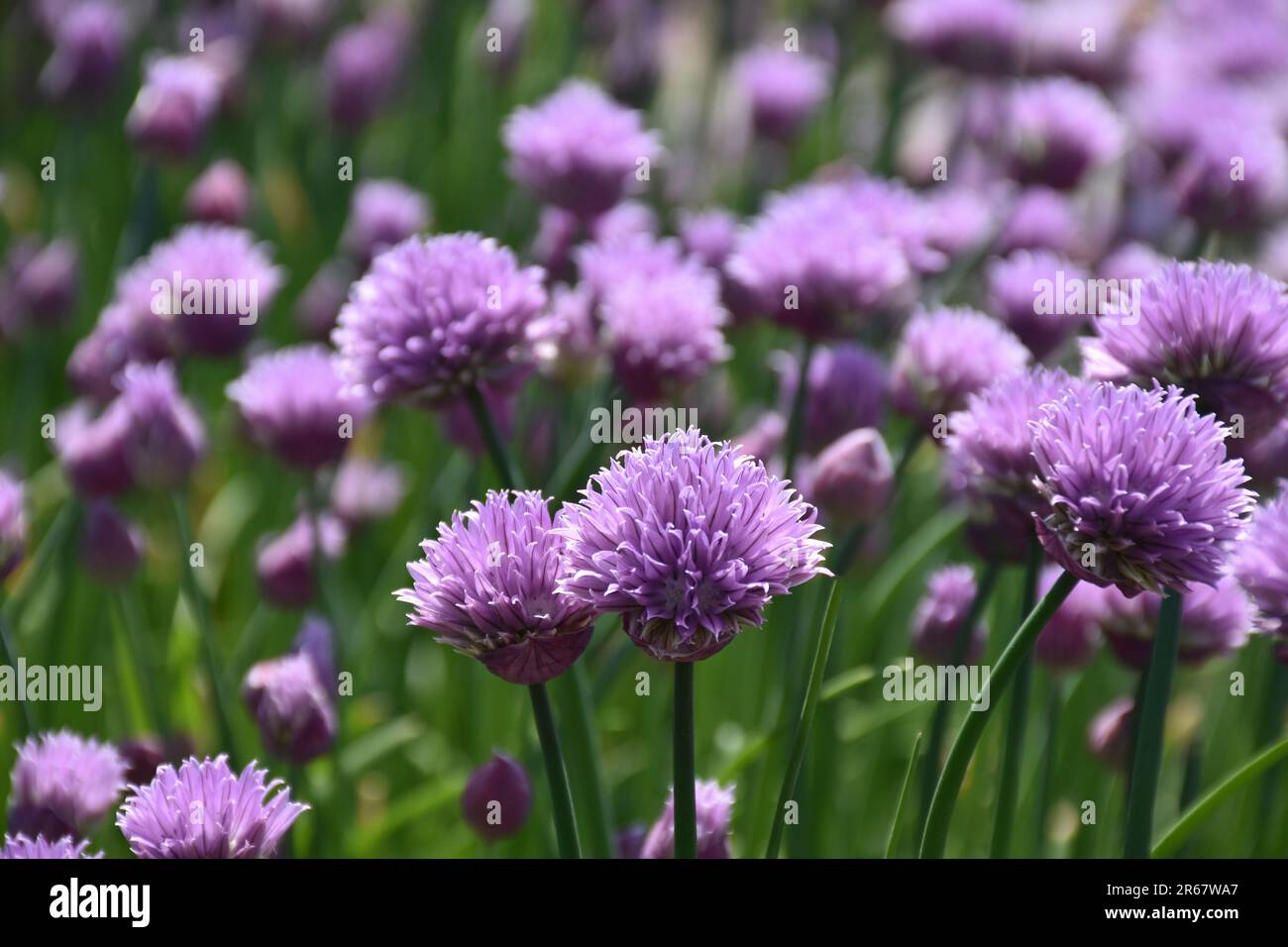 Purple chives aka Allium schoenoprasum are a popular herb to grow in ...