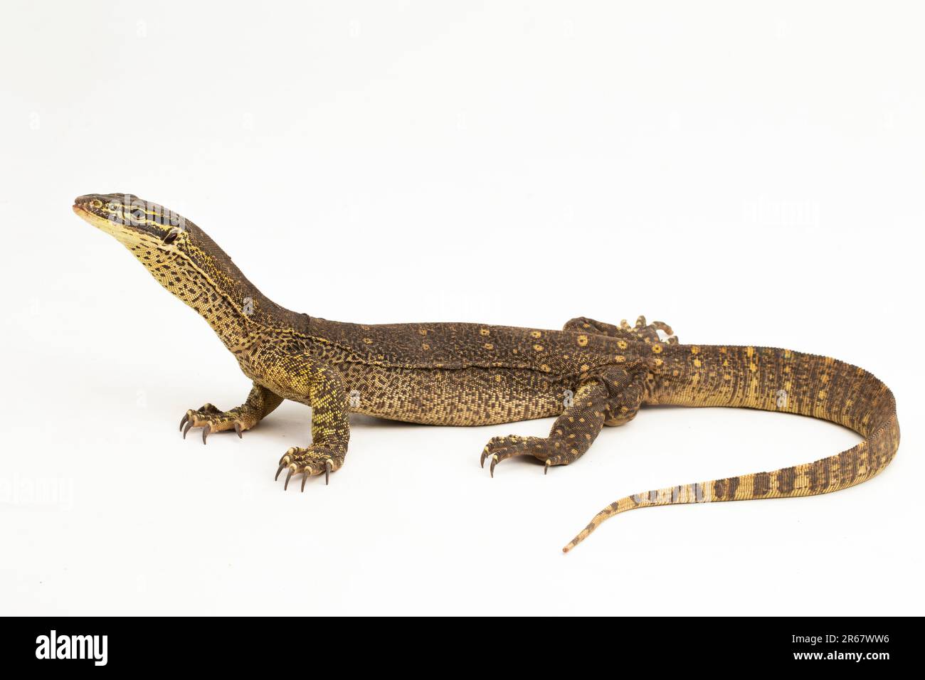 Baby Argus Monitor