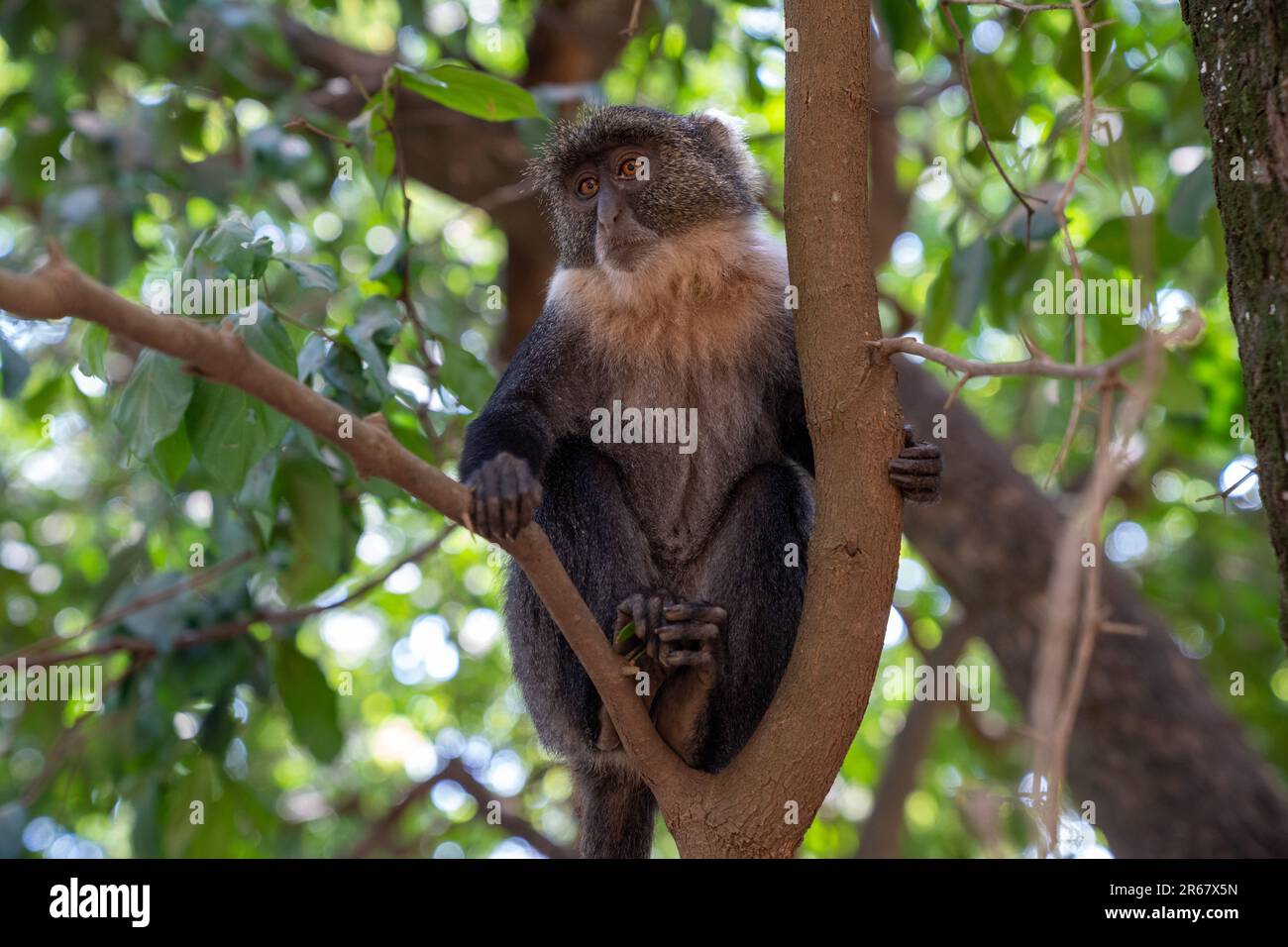 Syke monkey hi-res stock photography and images - Alamy