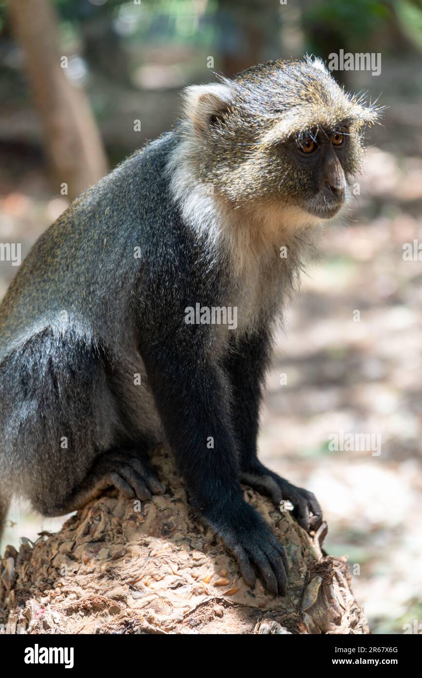 Syke monkey hi-res stock photography and images - Alamy