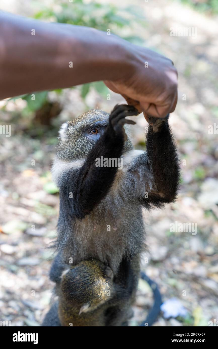 Extreme selective focus shot of Syke Monkey being fed at City Park in ...