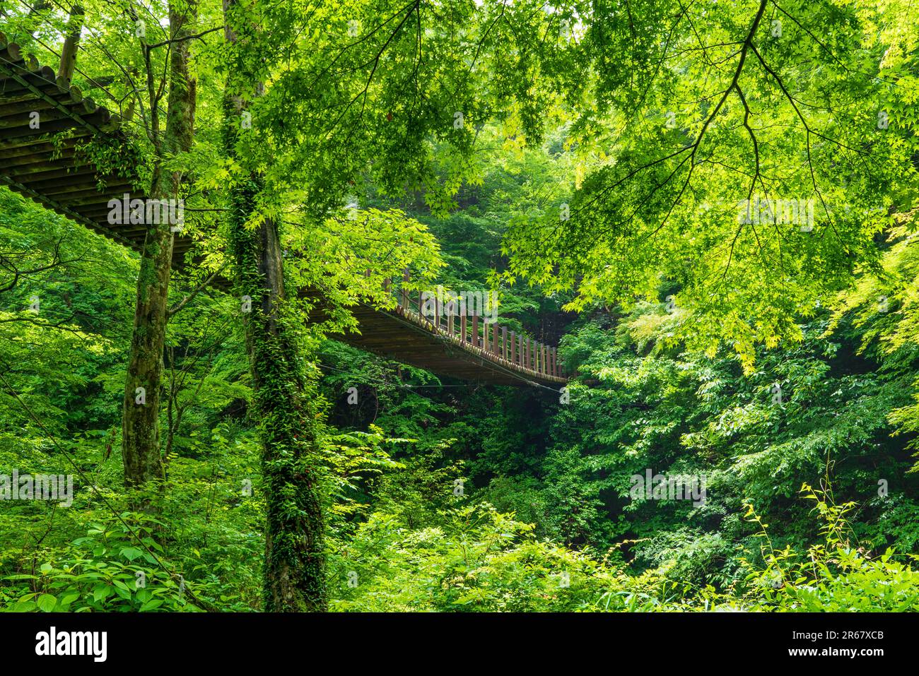 Lush green Hananuki Valley Stock Photo - Alamy