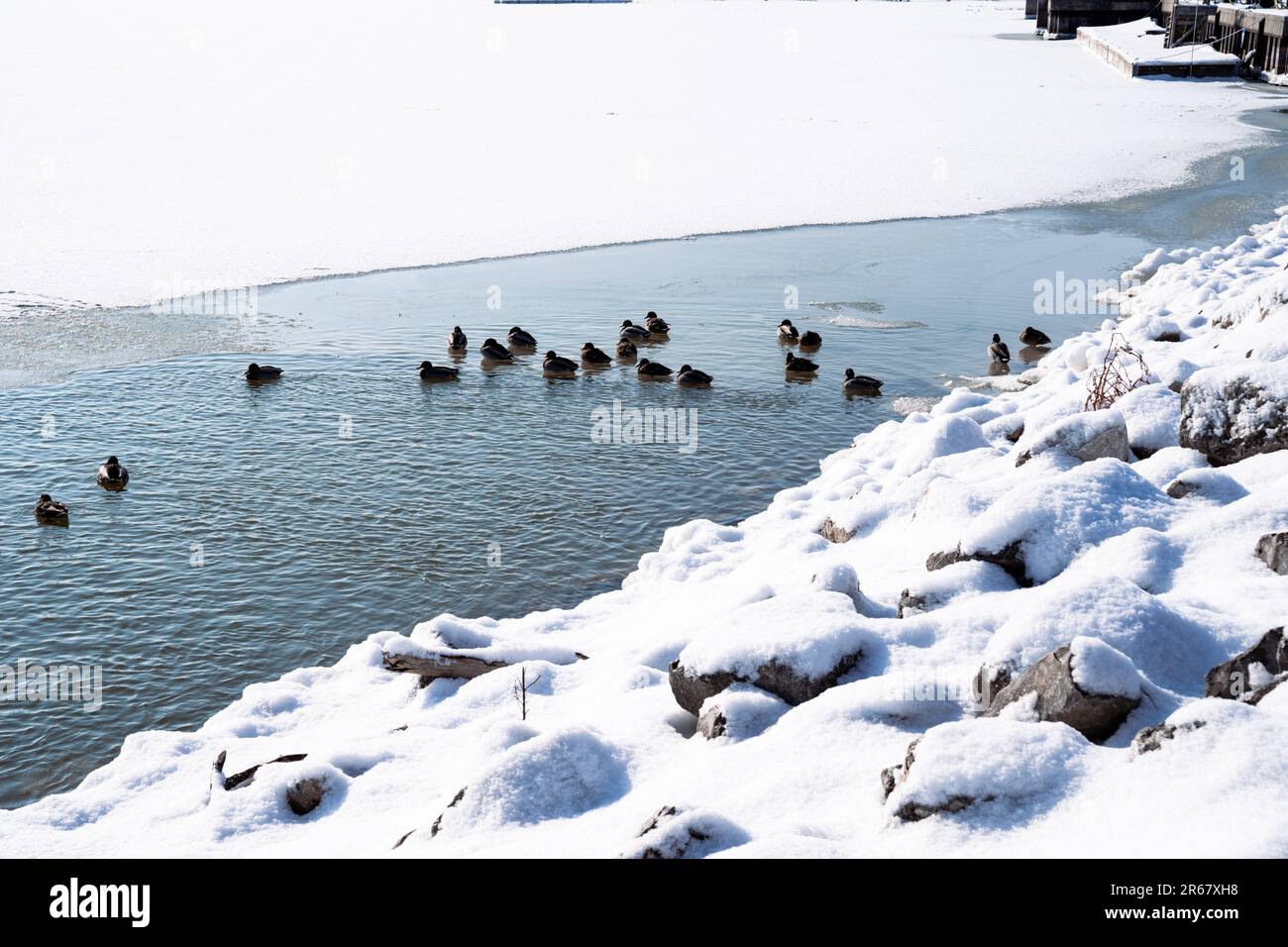 Ducks swimming in an open water area of a frozen and icy Lake Michigan ...