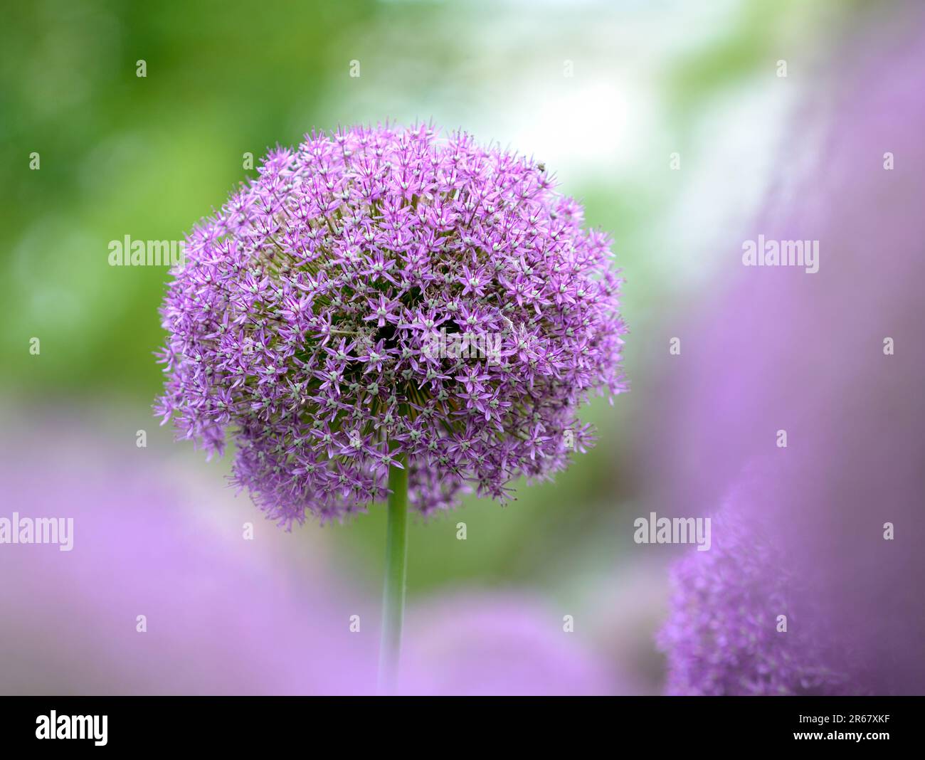 Flowering purple giant allium (Allium giganteum Stock Photo - Alamy