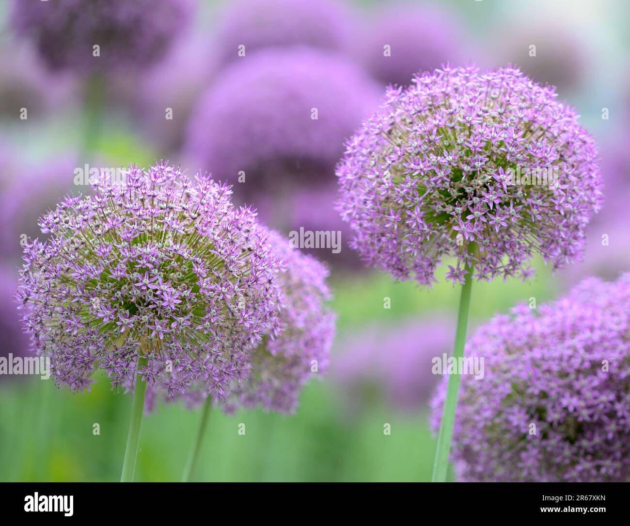 Flowering purple giant allium (Allium giganteum Stock Photo - Alamy