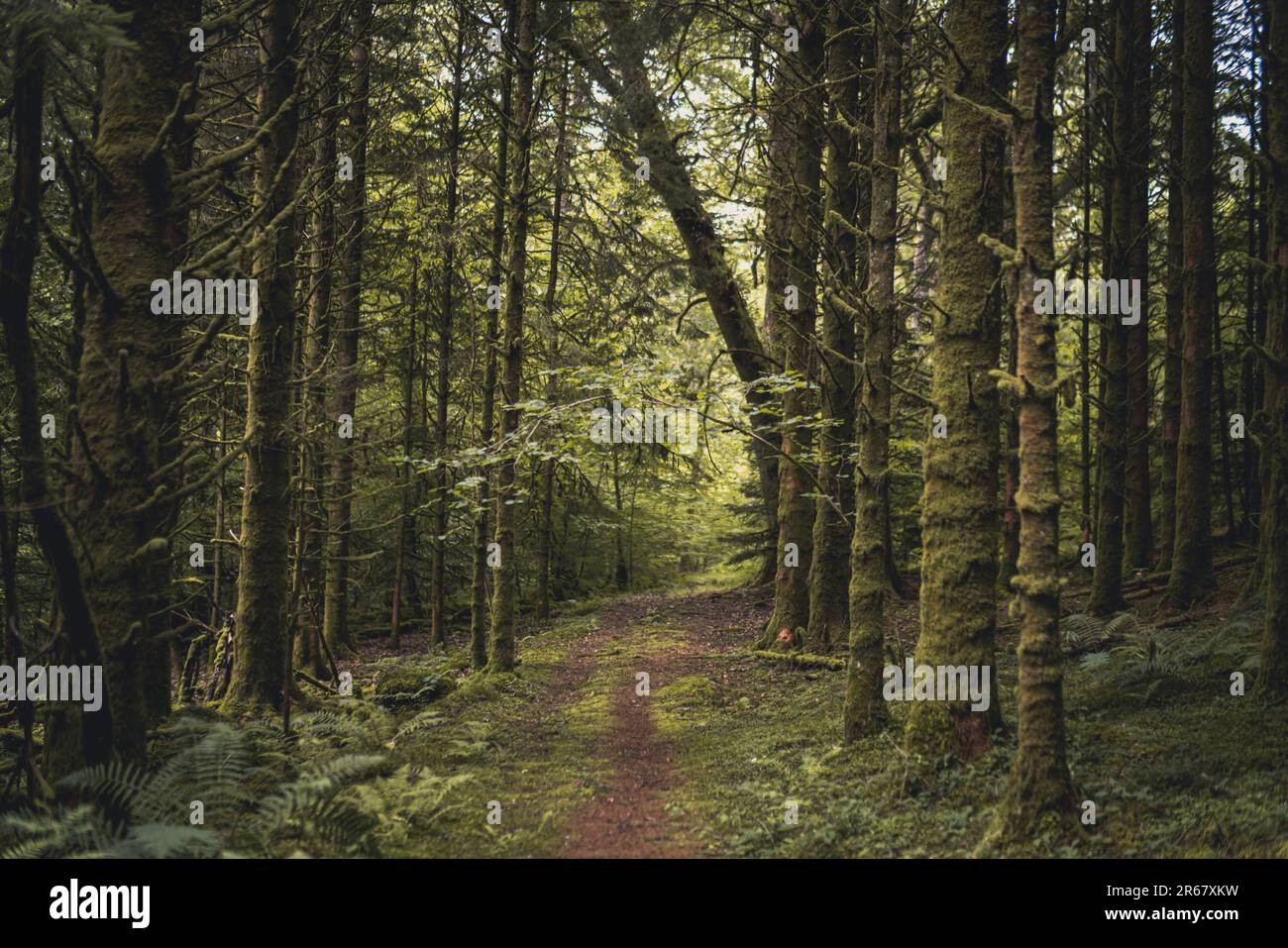 path leading through forest in scotland Stock Photo - Alamy
