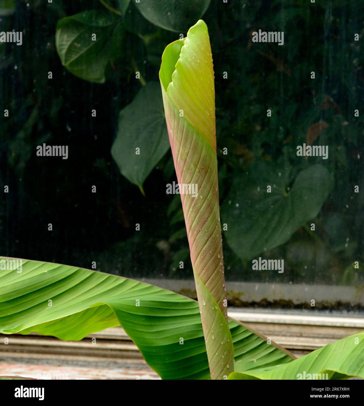 Unfolded Canna leaf rolled up in a tube Stock Photo - Alamy