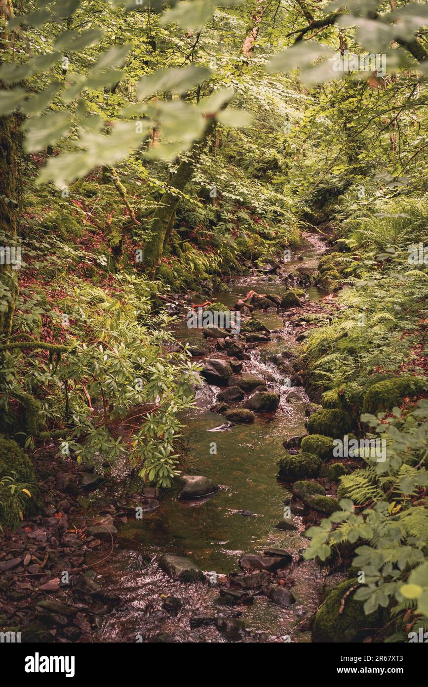 stream running through colourful galloway forest in scotland Stock ...