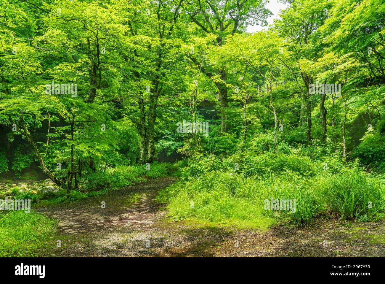 Lush green Hananuki Valley Stock Photo - Alamy