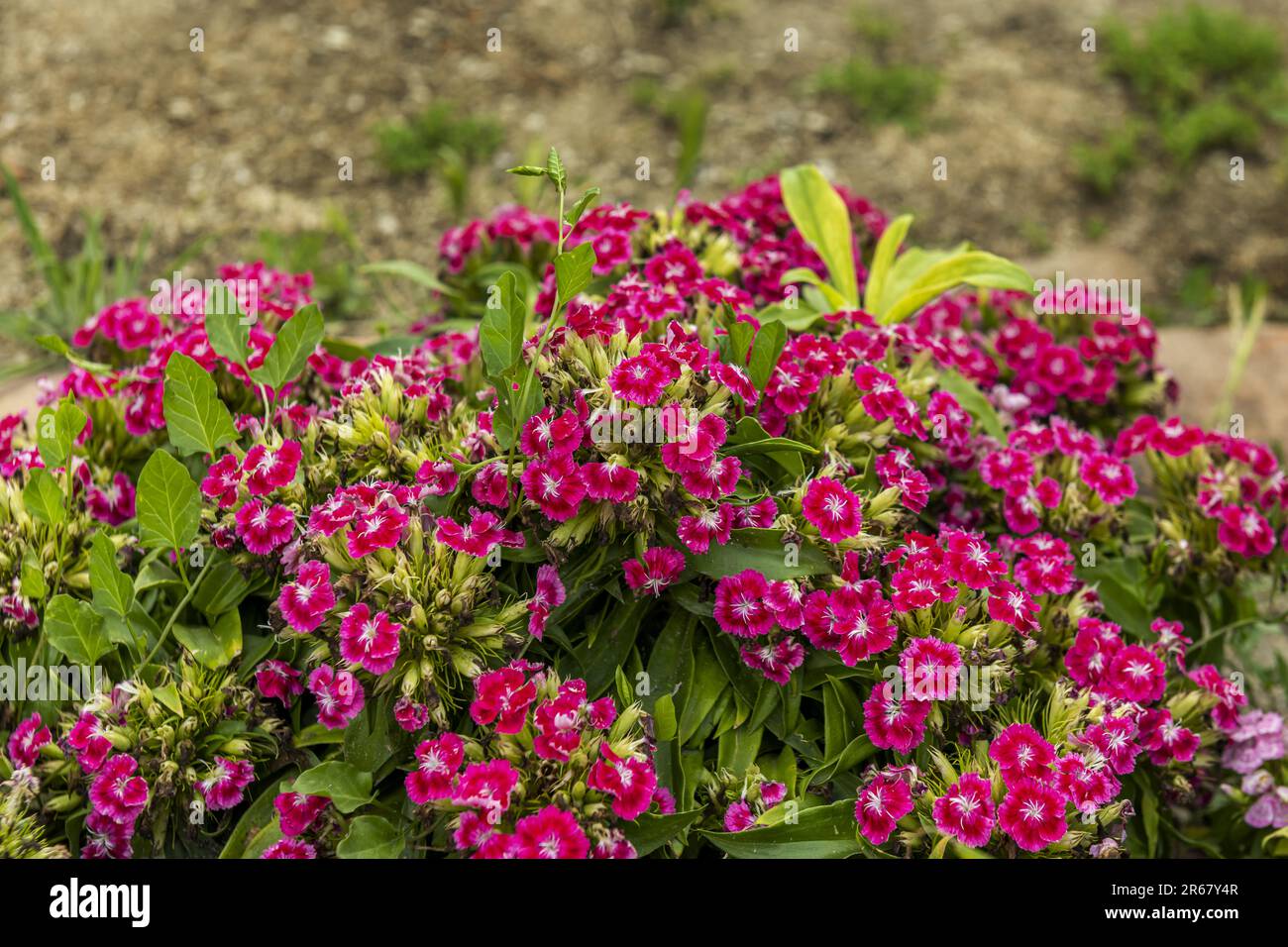 group of small purple flowers, Images of purple flowers, Small flowers ...