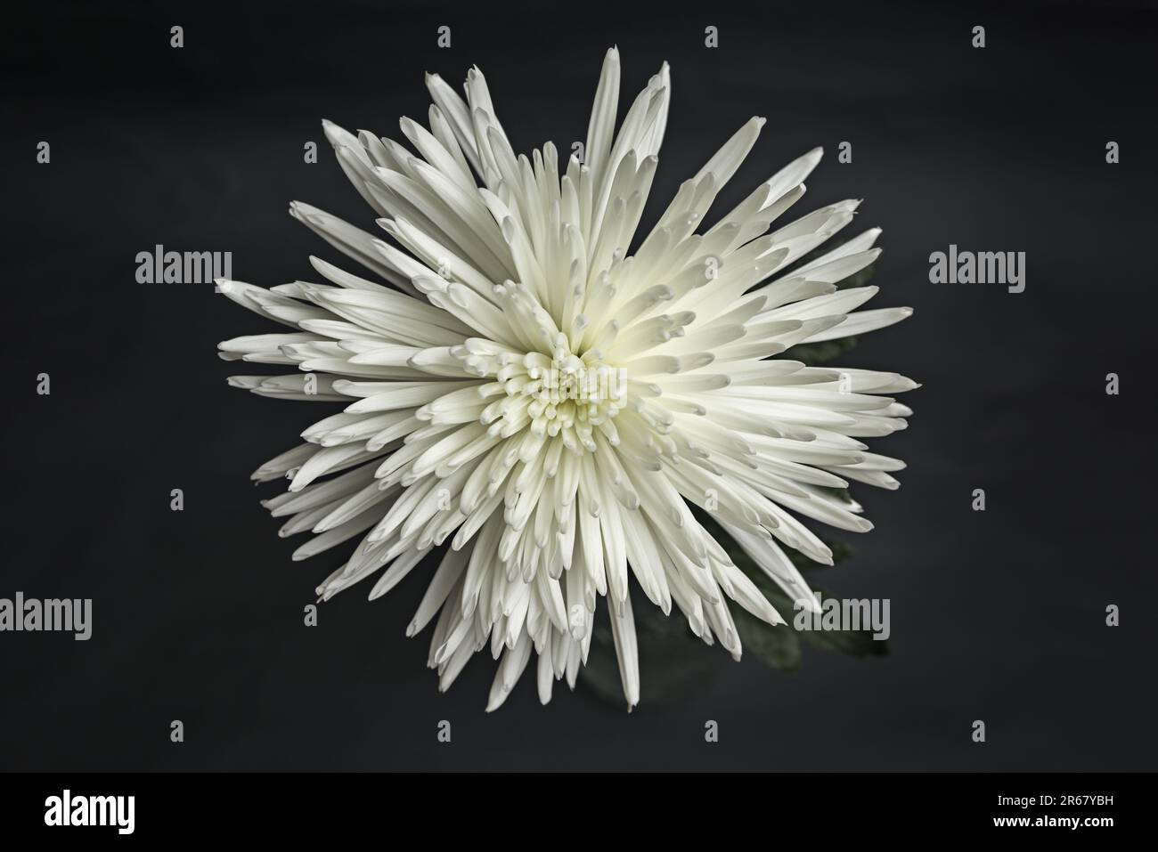 chrysanthemum, is a genus of about 30 species of perennial plants in ...